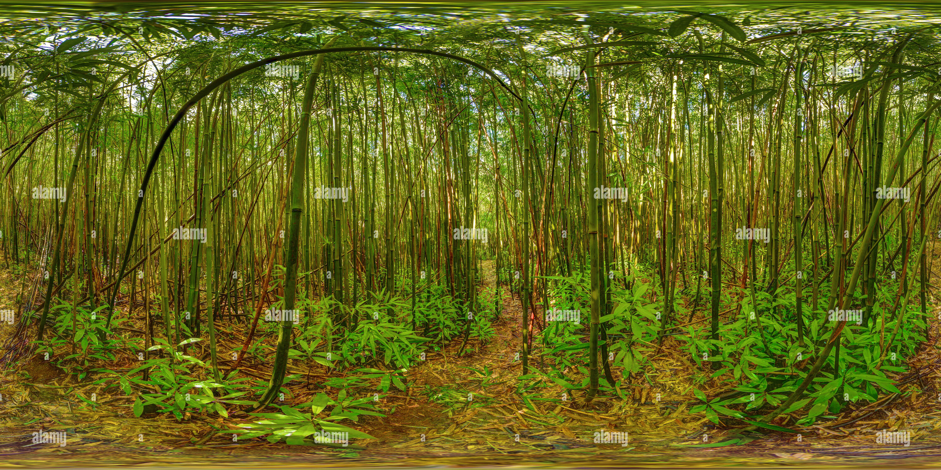 360° view of Bamboo Forest, Maui, Hawaii - Alamy