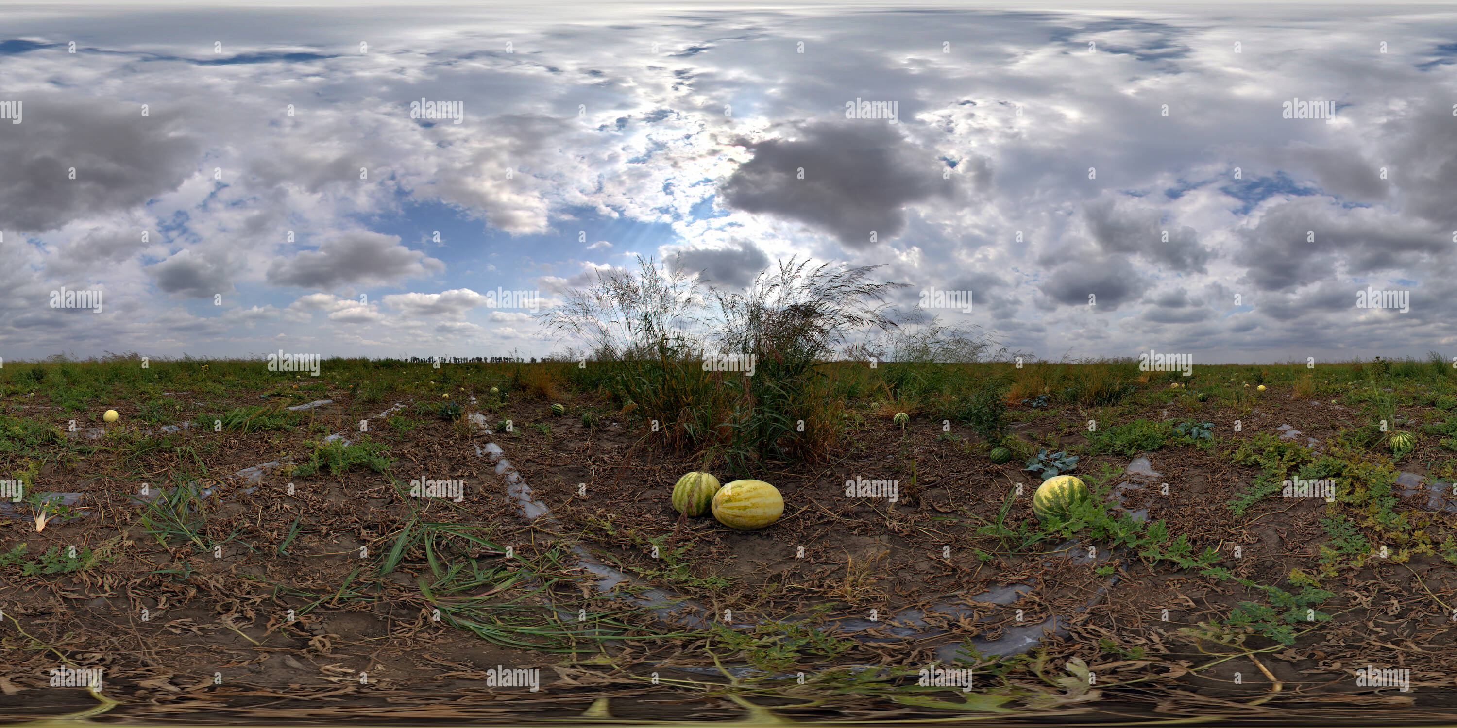 360° view of Romania, Slobozia Nouă, Watermelon Field - Alamy
