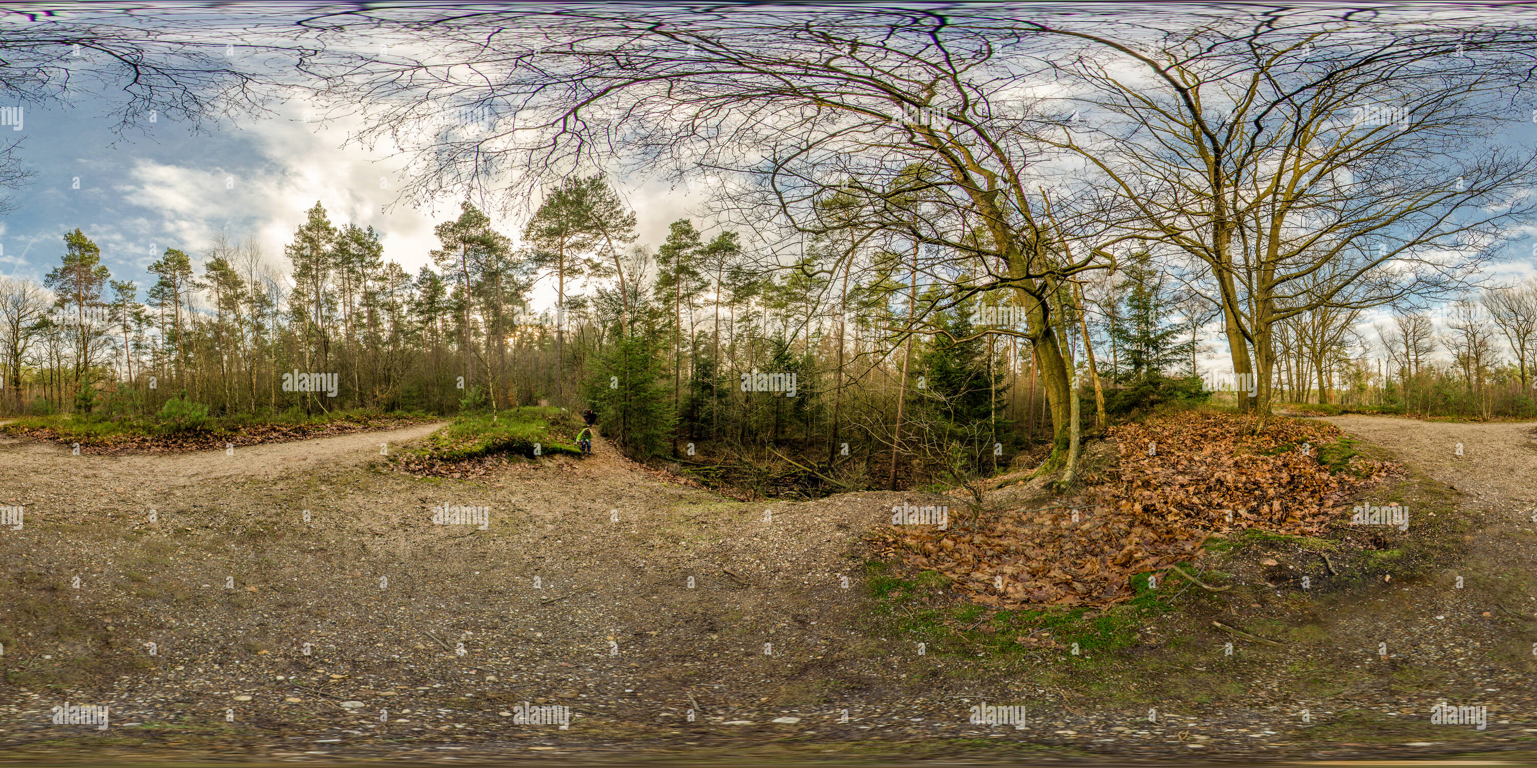 Tree in dutch forest hi-res stock photography and images - Alamy