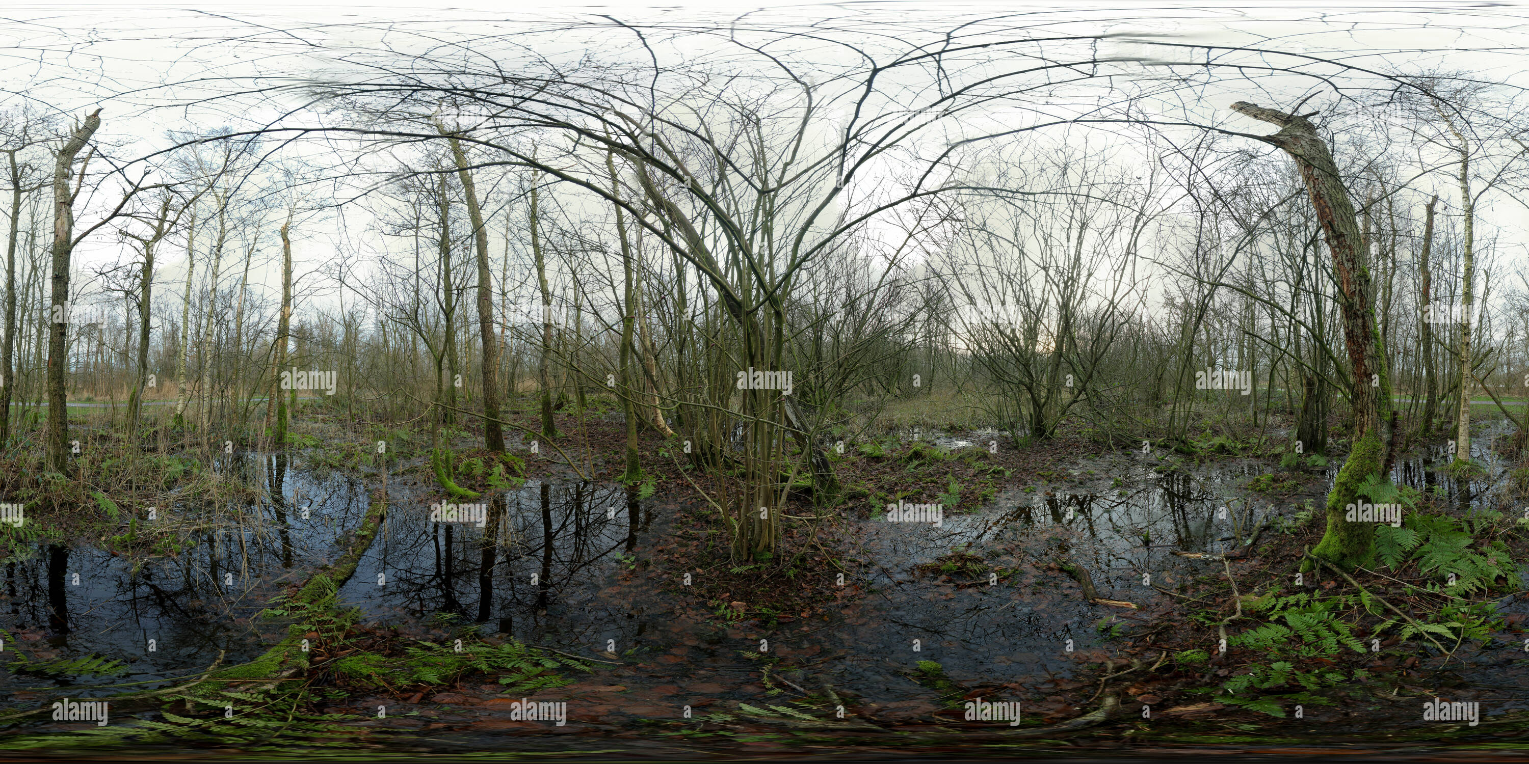 Groene ster hi-res stock photography and images - Alamy