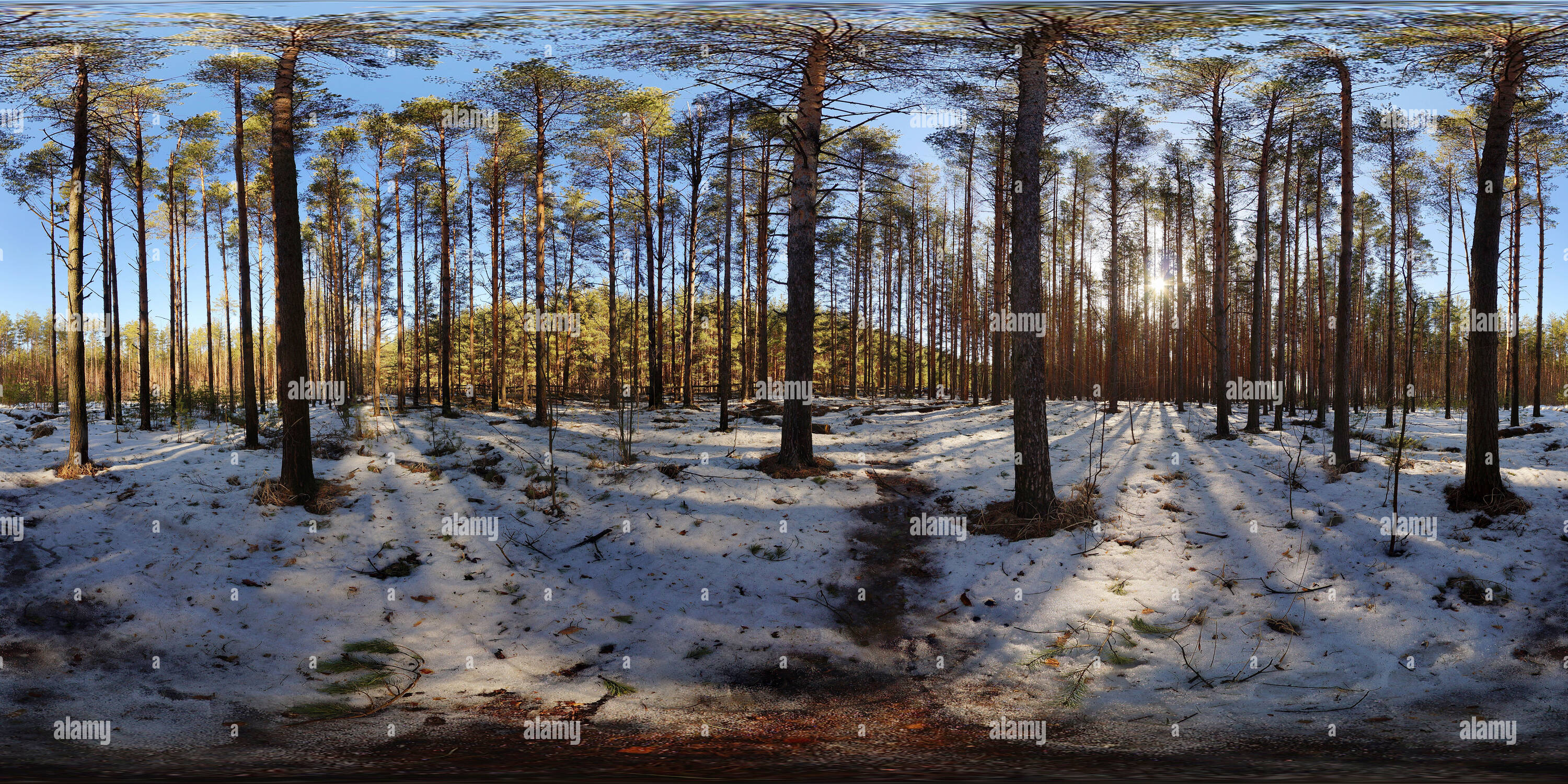 360° view of In the forest - Alamy