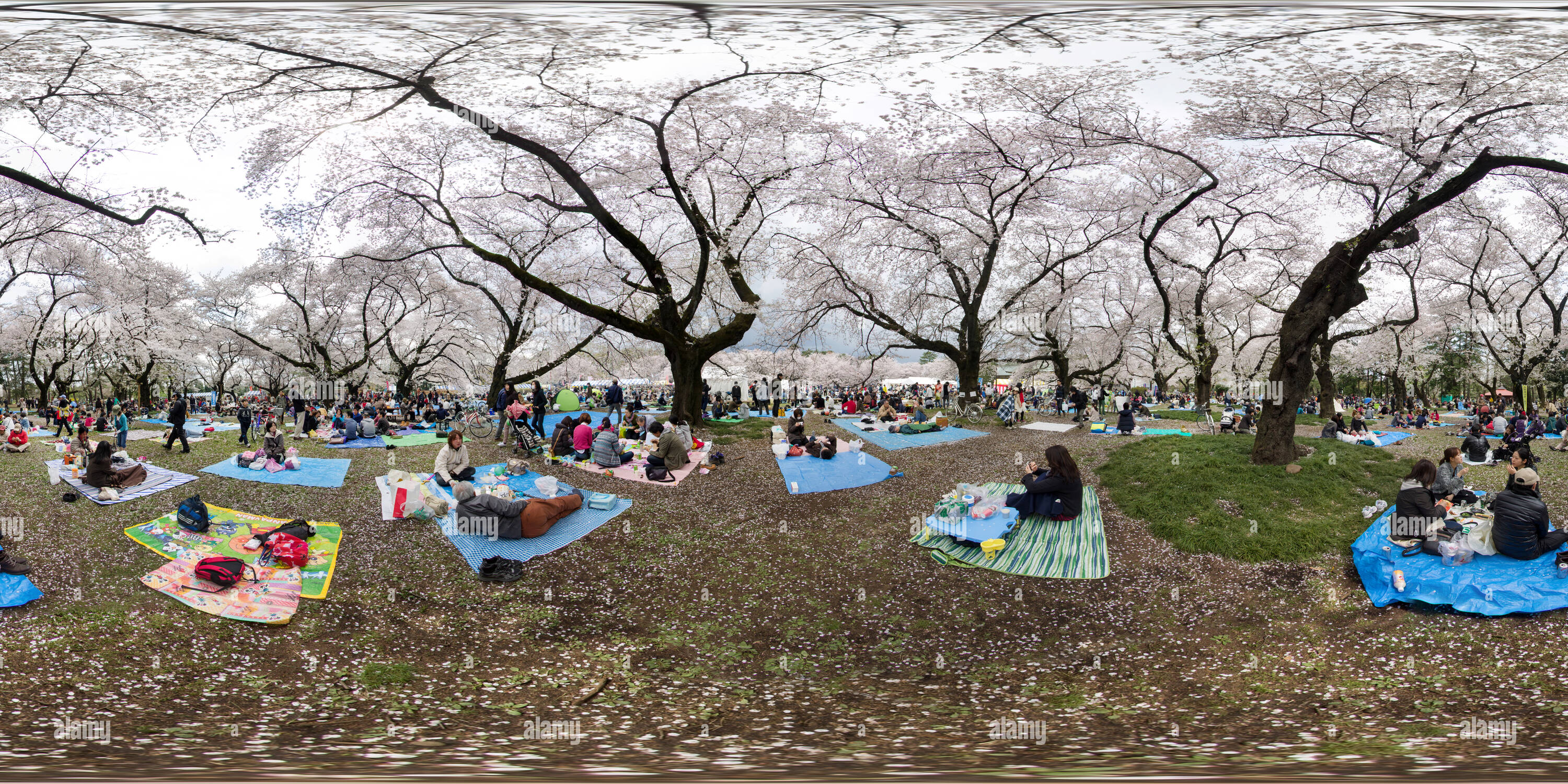 Ohanami hi-res stock photography and images - Alamy