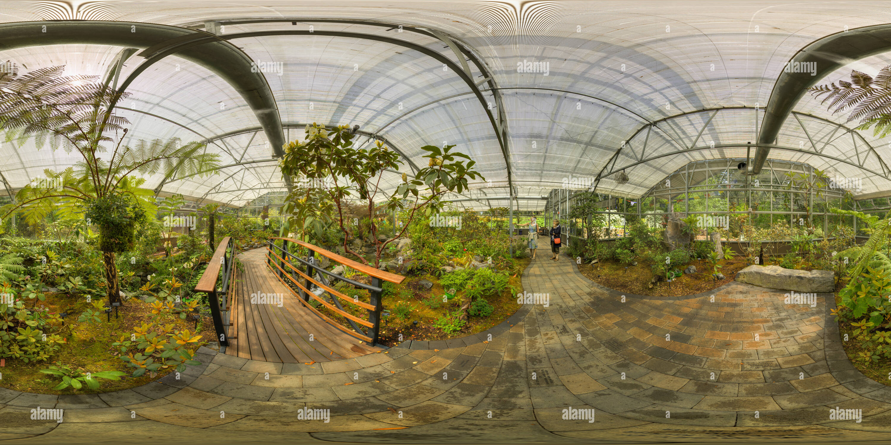 360° view of Tasmanian Tree Fern, Rutherford Conservatory, RSBG - Alamy