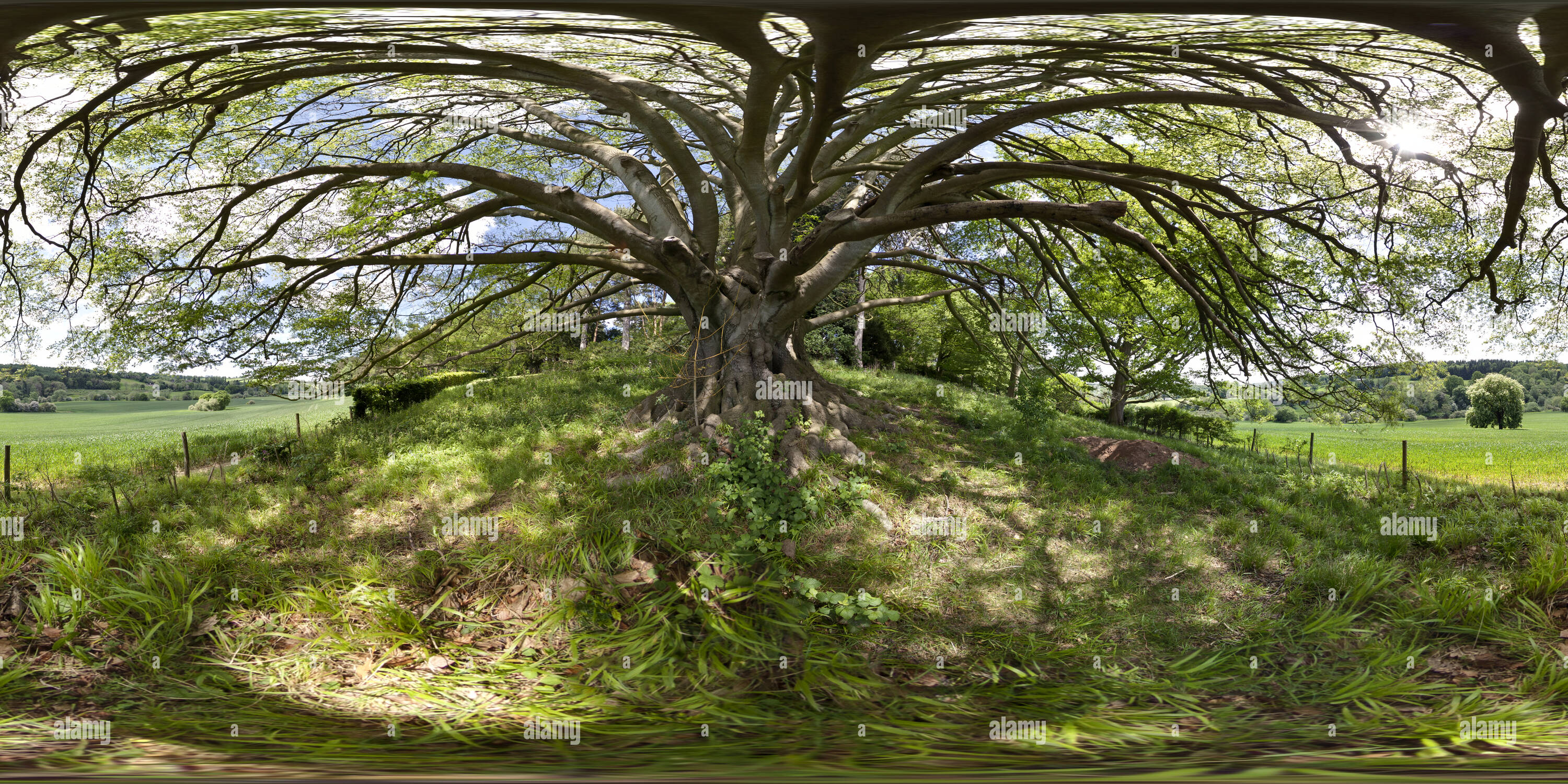 360° view of Arley Arboretum - Tree - Alamy
