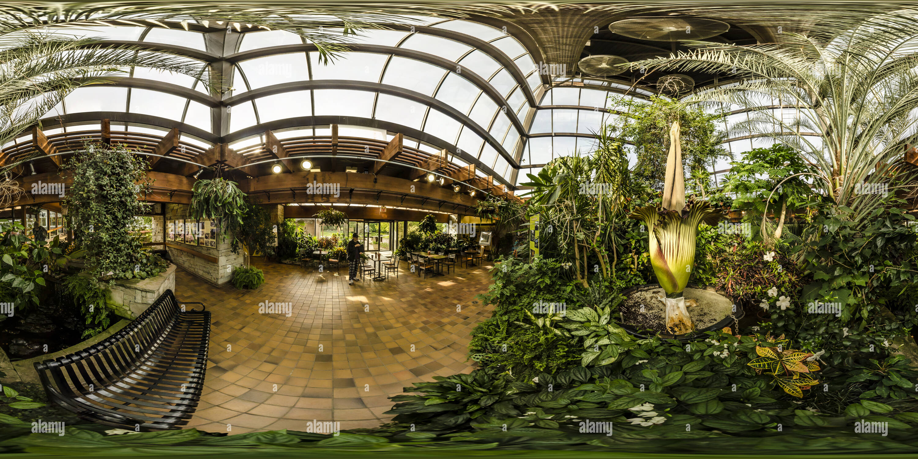 Rare titan arum hi-res stock photography and images - Alamy