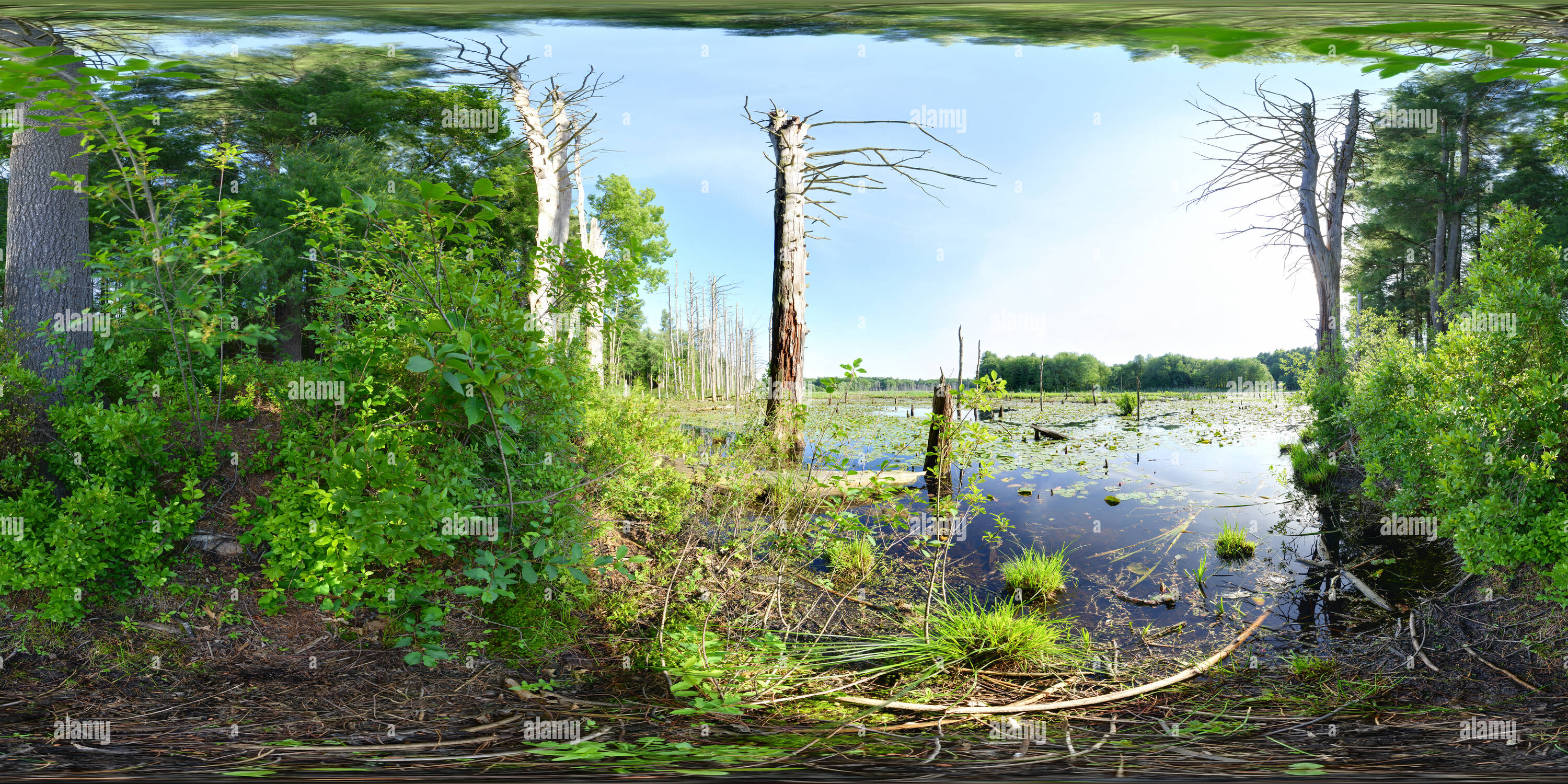 360° view of Ledum Swamp Two - Alamy