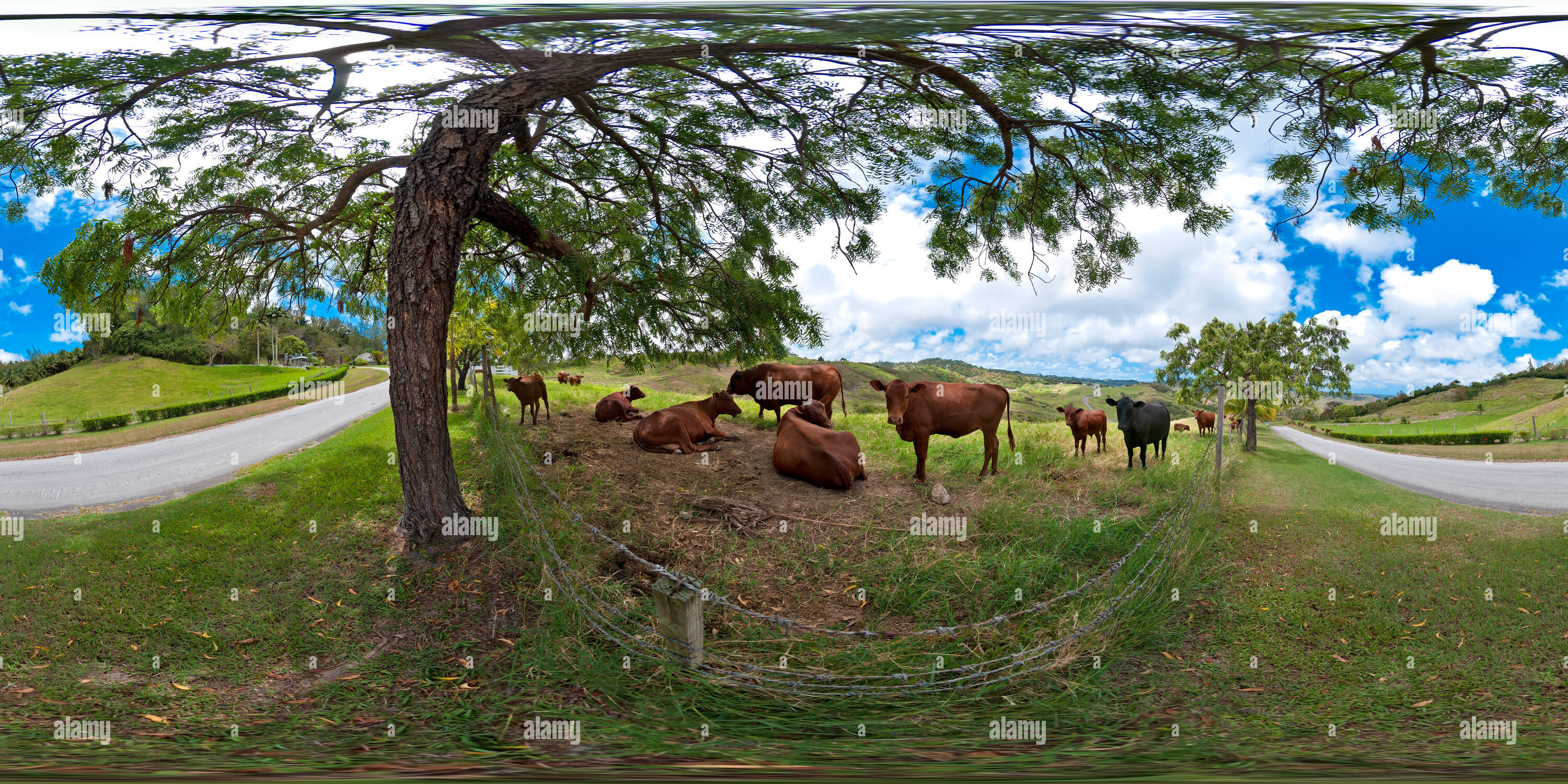 360° view of Cows under a tree - Alamy