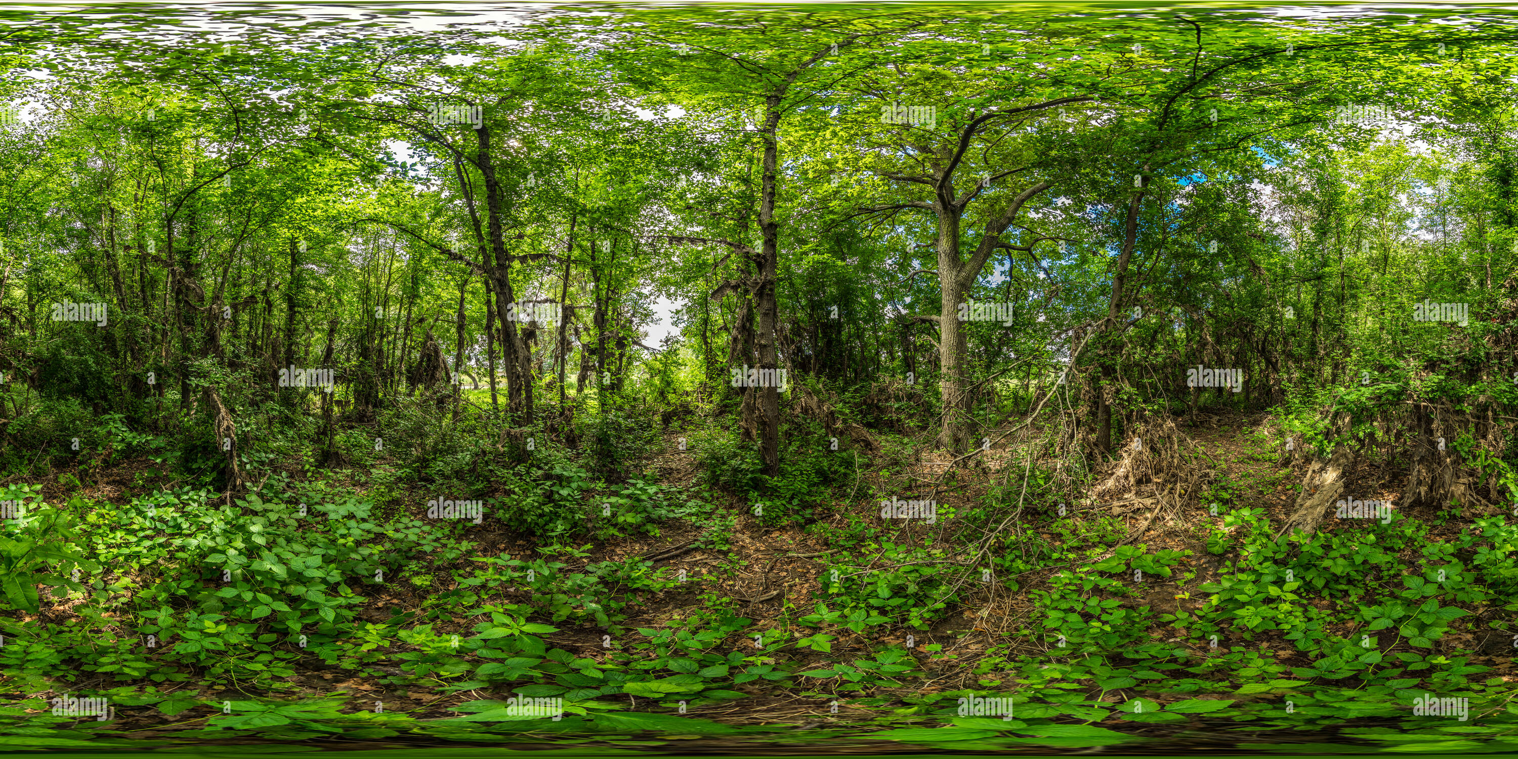 Eichenwald High Resolution Stock Photography and Images - Alamy