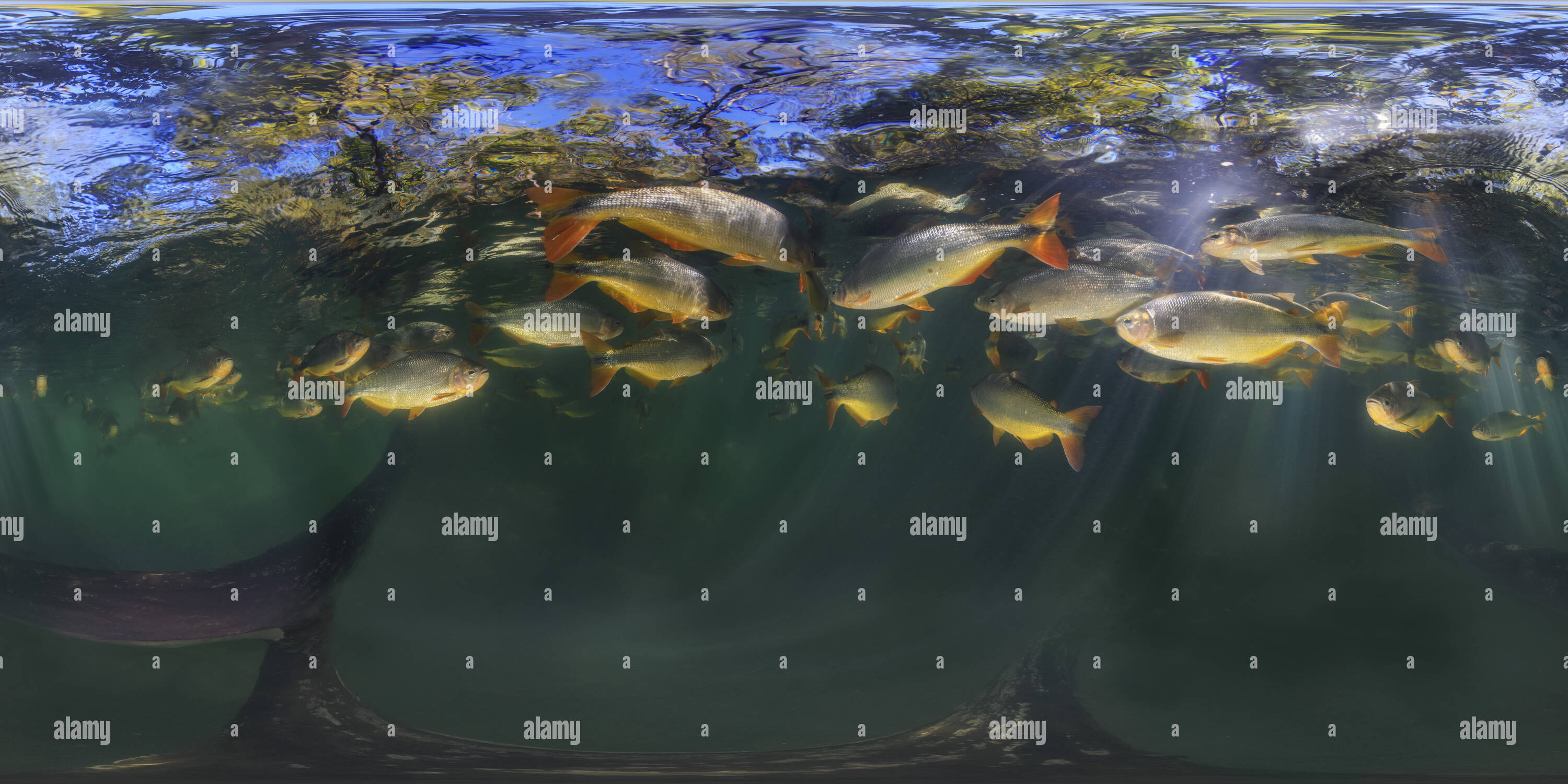 Bonito underwater panorama hi-res stock photography and images - Alamy