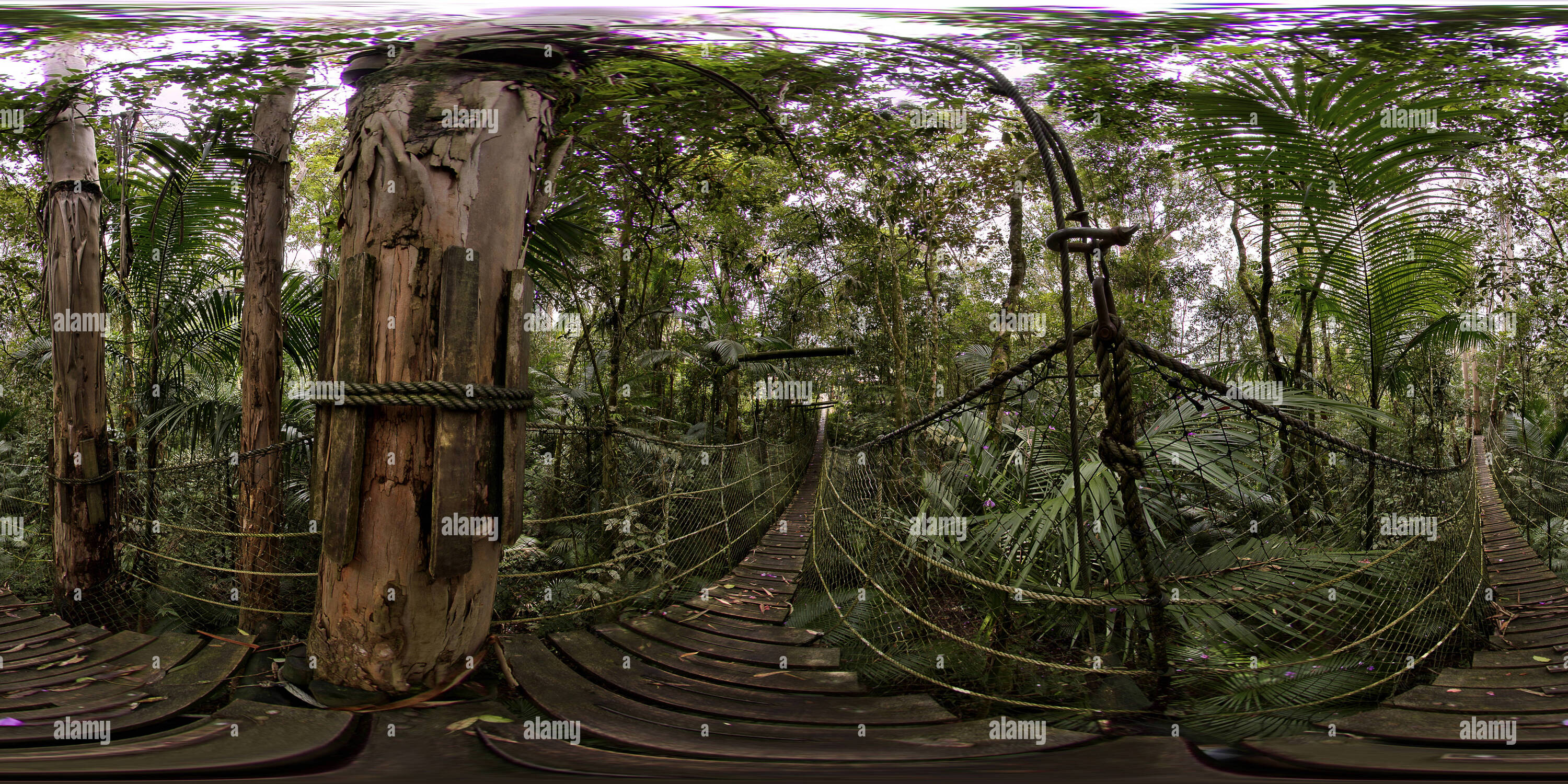 360° view of Rope Bridge inside Rain Forest - Alamy