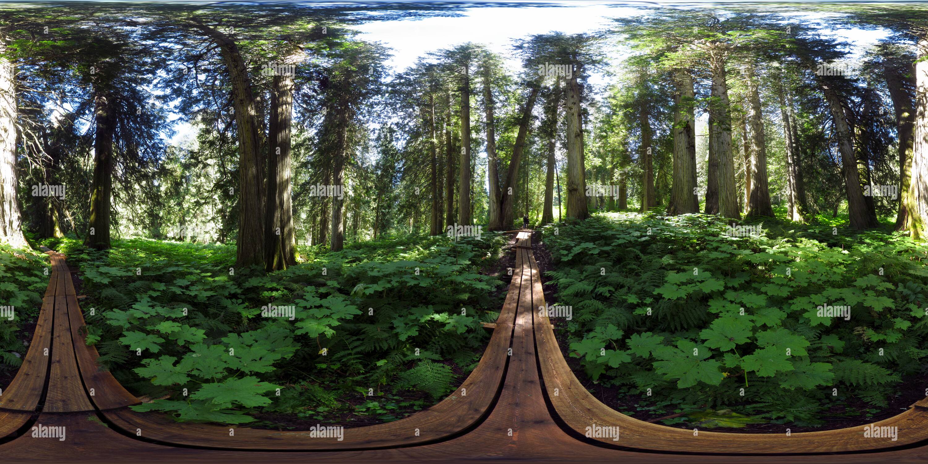 360° view of Ancient Forest Trail [2] - Alamy
