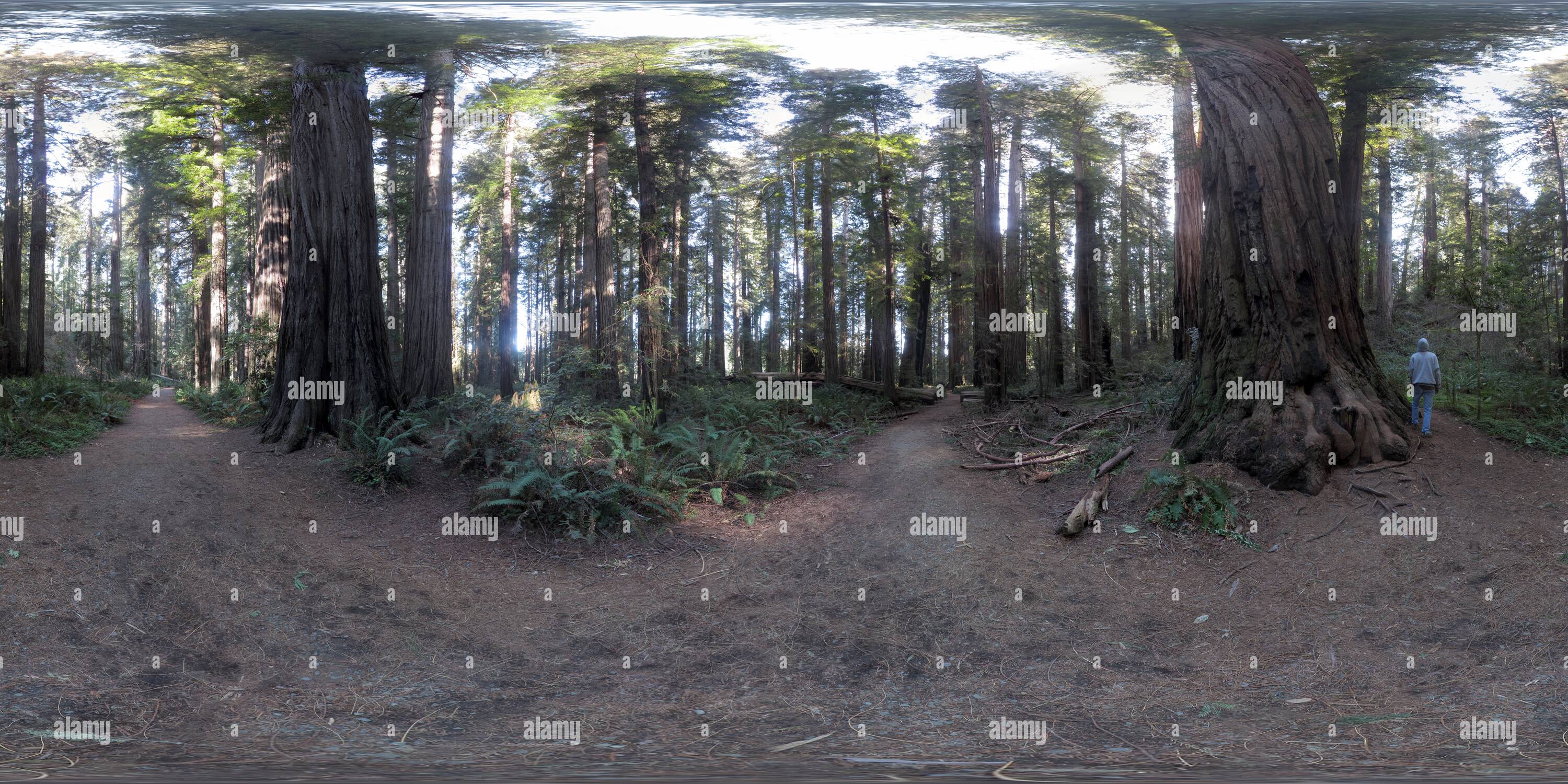 360° view of Redwood National Park - Stout Grove [2] - Alamy