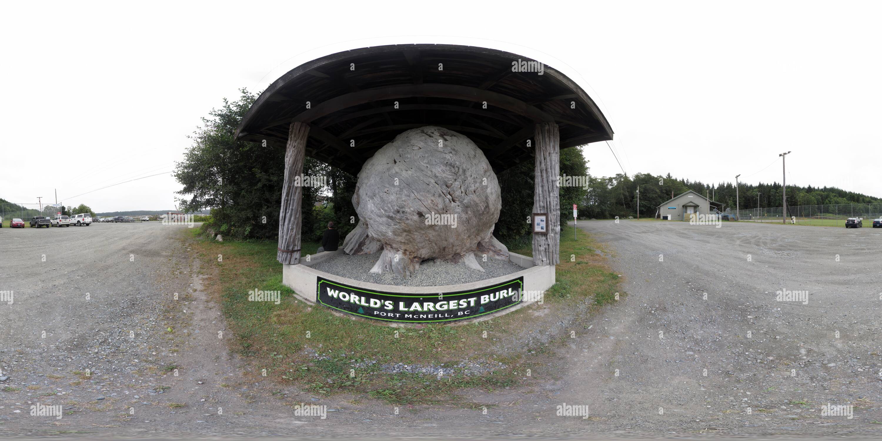 360° view of World's largest tree burl - Alamy