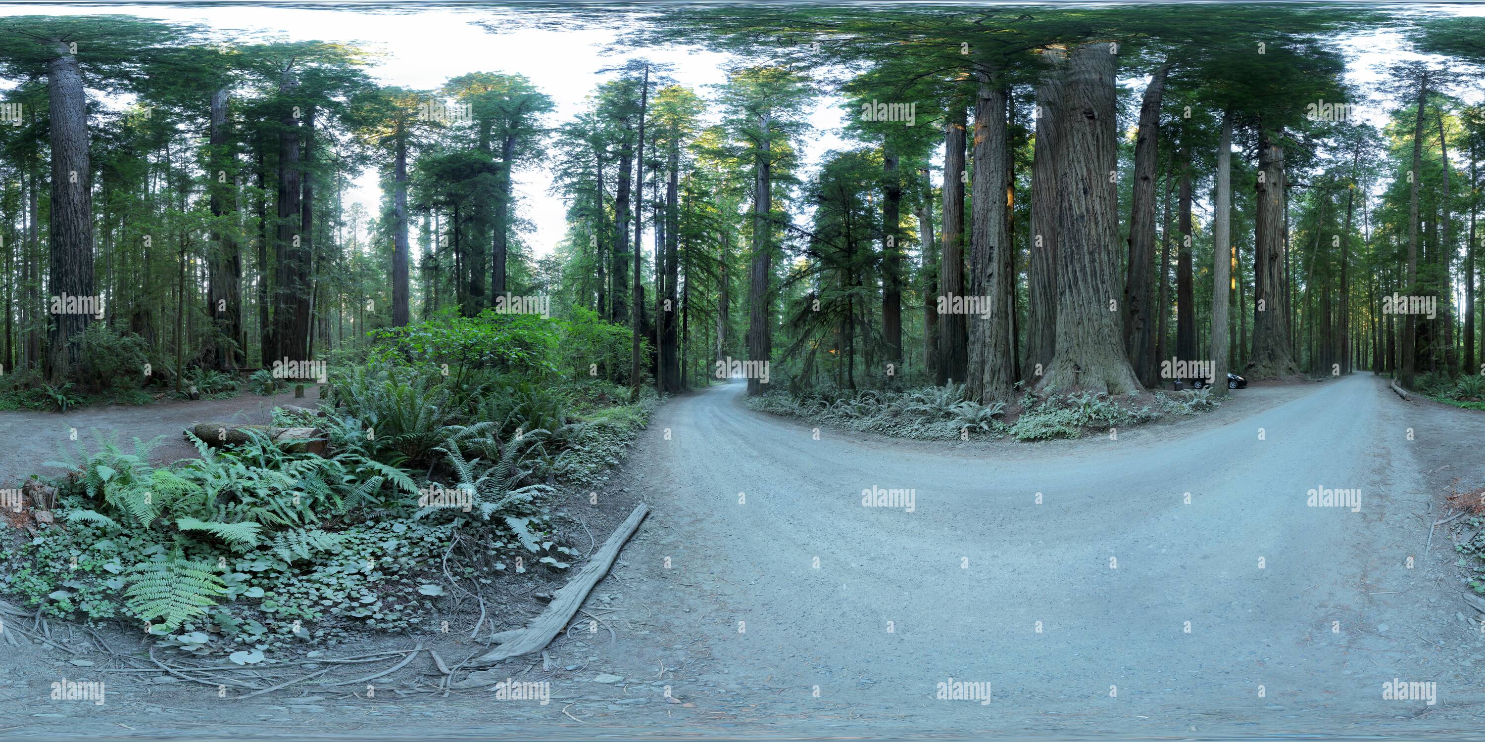 360° view of Walker Road redwoods - Alamy