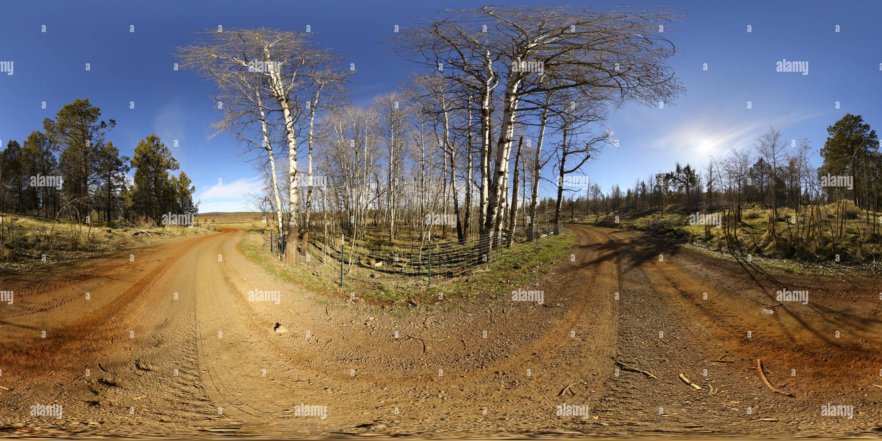 360° view of Quaking Aspen Spring - Alamy