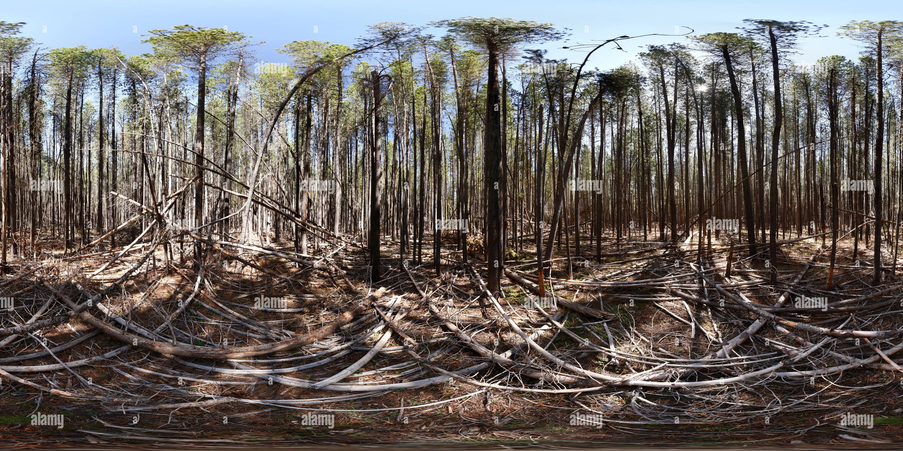 Jackies thicket hi-res stock photography and images - Alamy