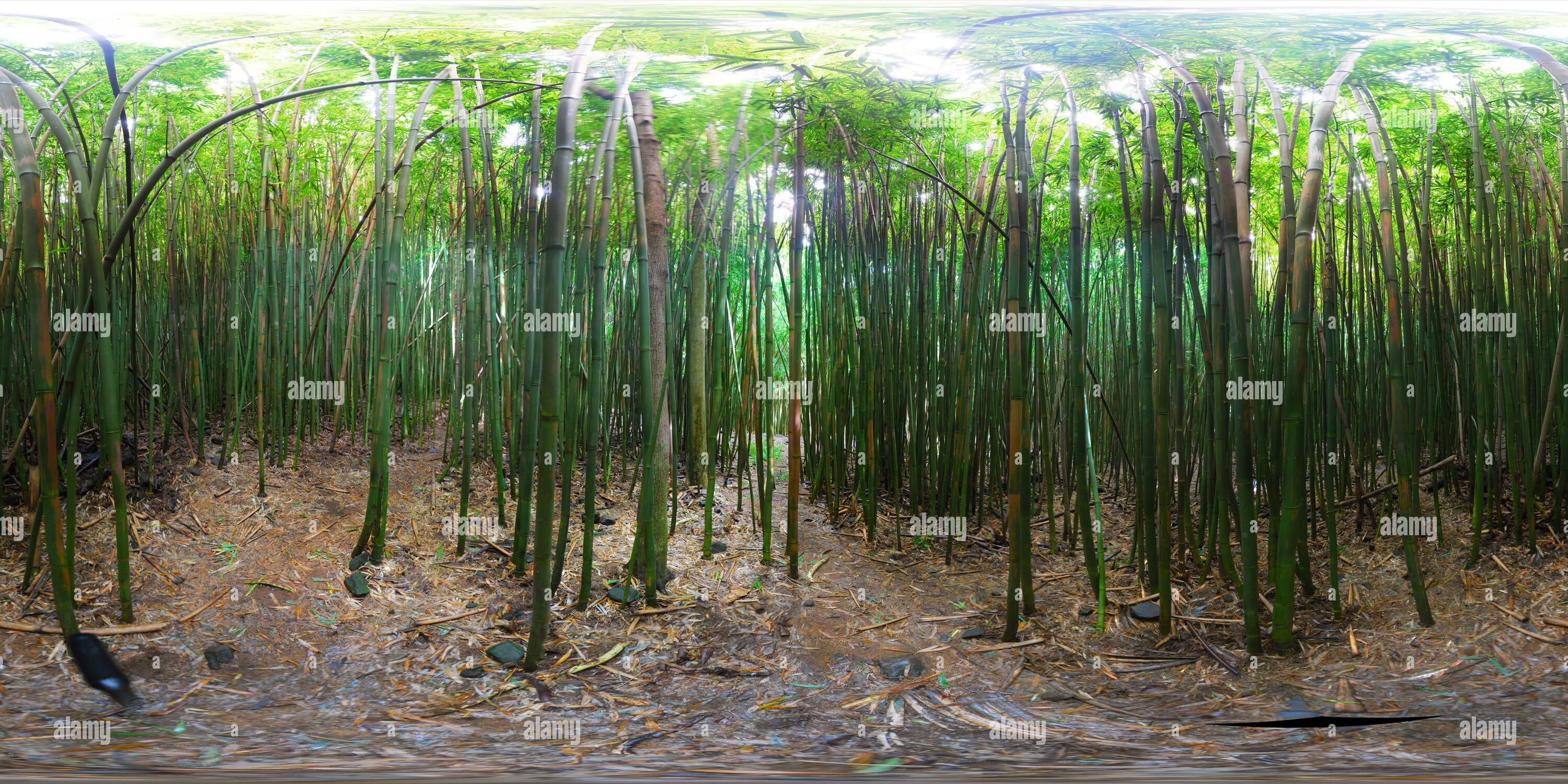 360° view of Bamboo Forest, Maui, Hawaii - Alamy