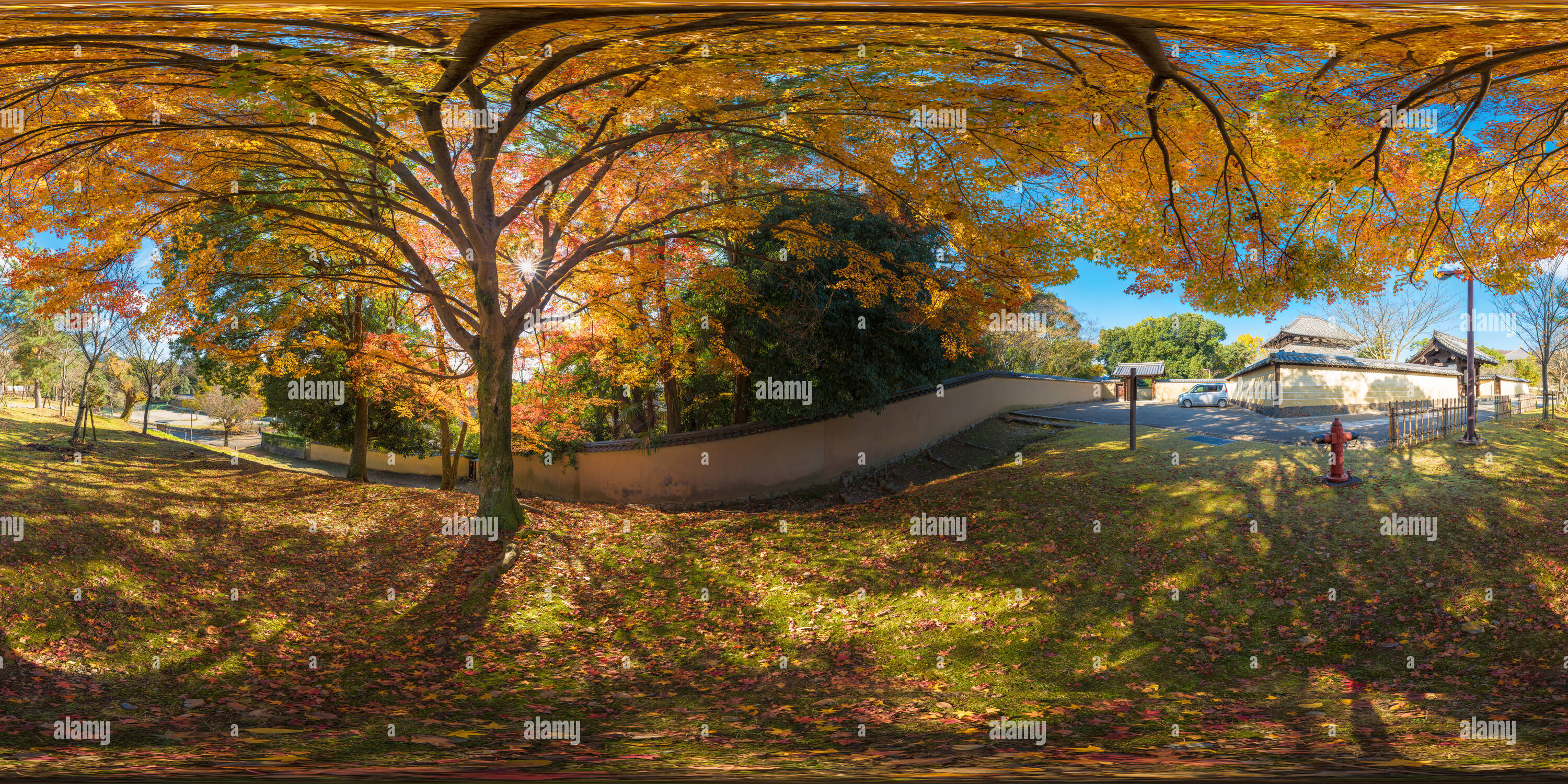 360° view of Under a Momiji (maple) tree near Todaiji Temple, Nara ...