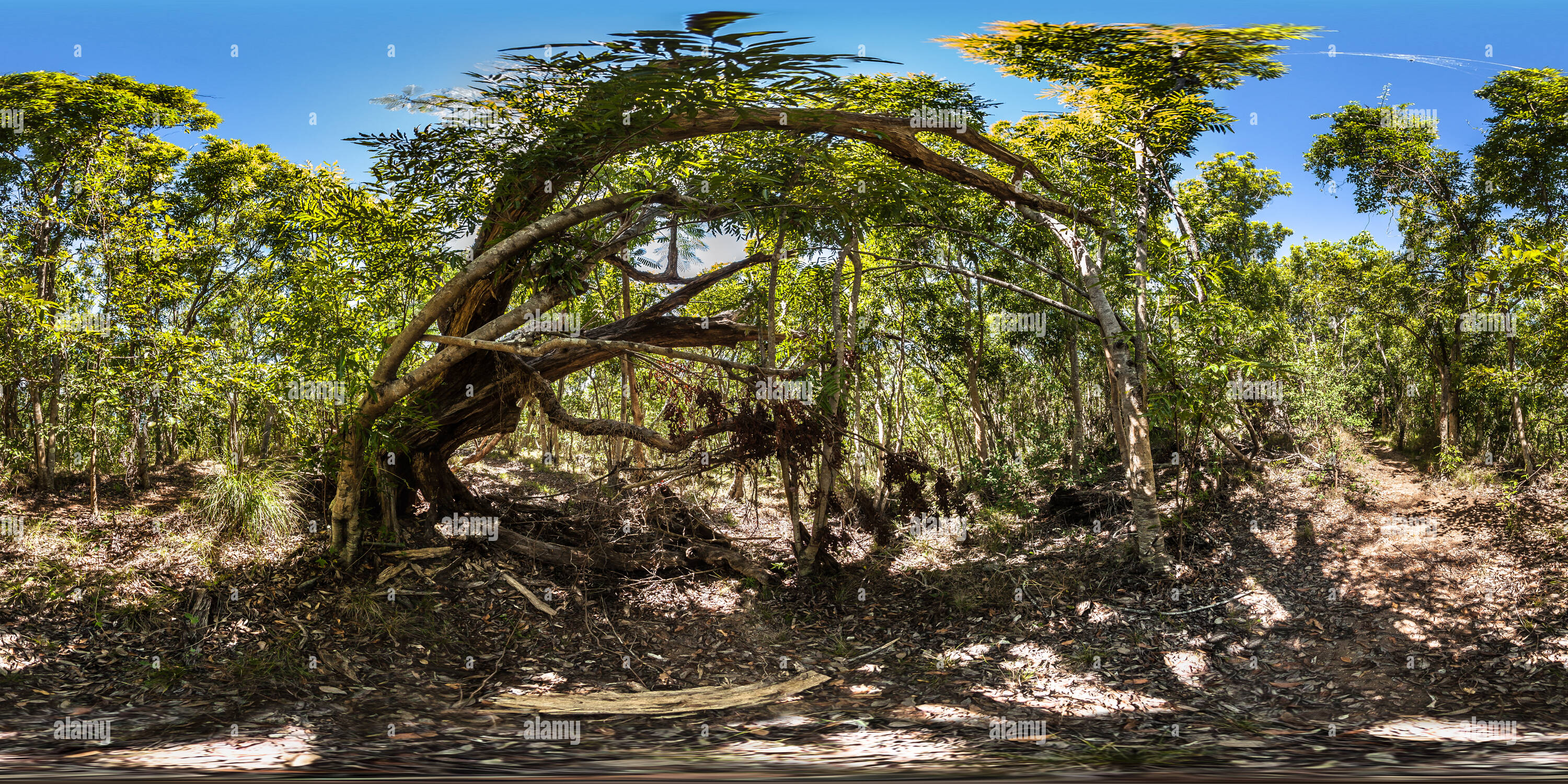 360° view of Spider's web following bushwalk path - Castaway Island ...