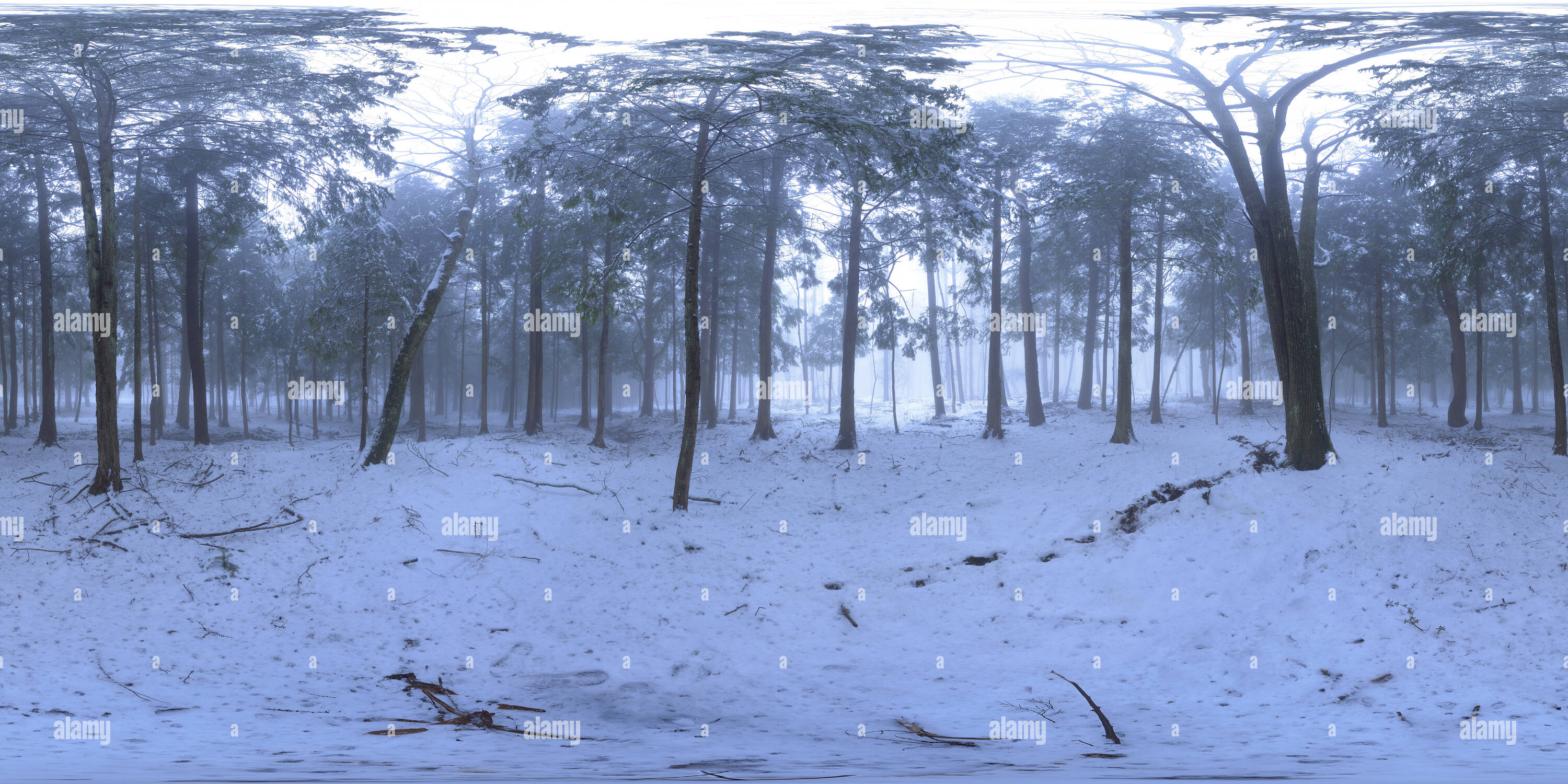 360° view of snow covered Japanese ceder woods - Alamy