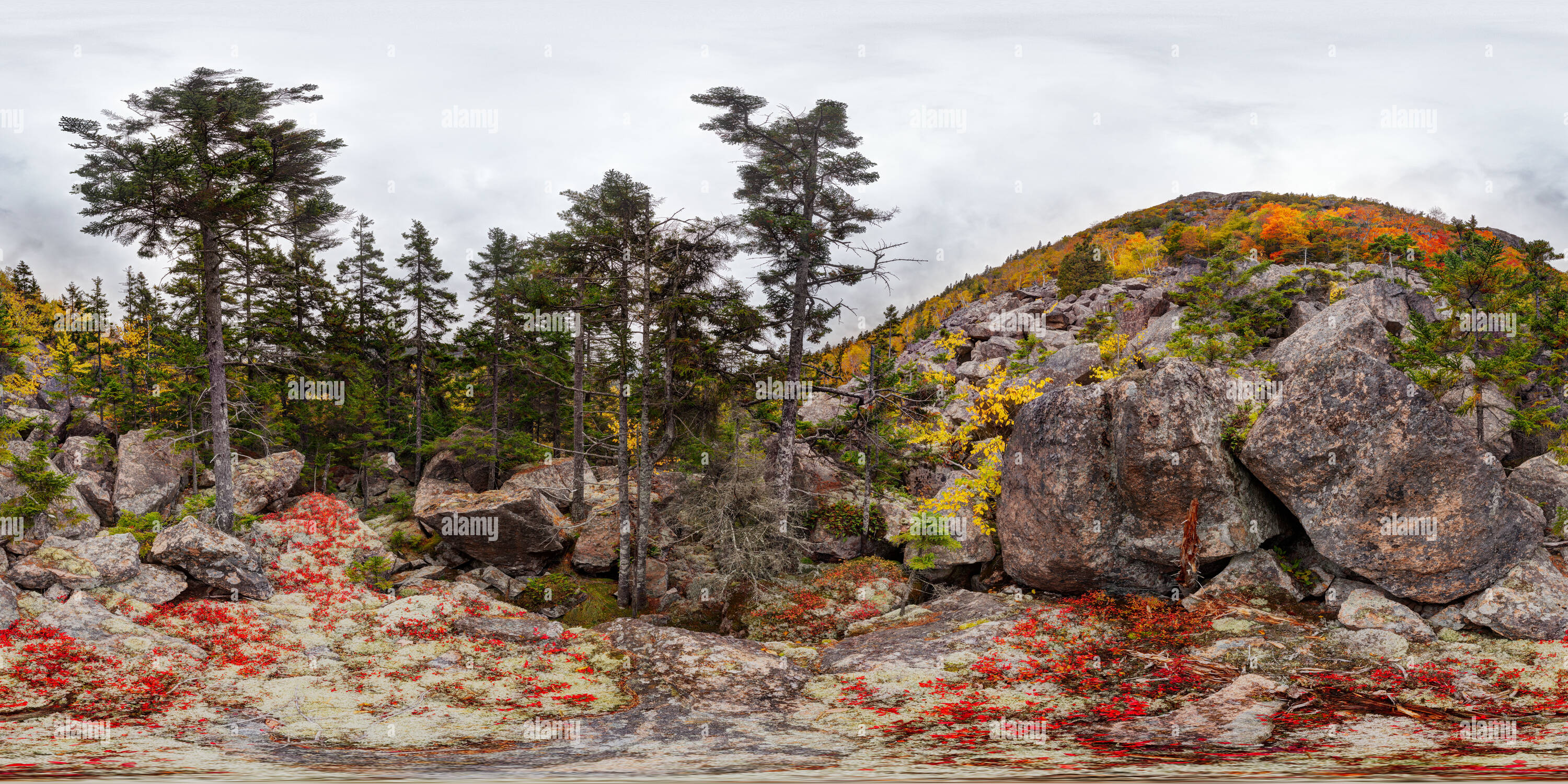 360° view of Lichen on the Forest's Edge - Alamy