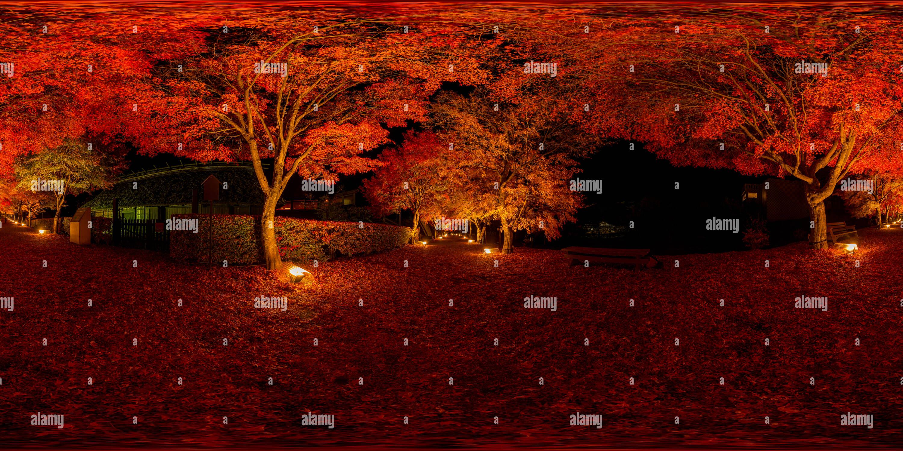 360° view of Maple tree-lined in FUJISAN MUSEUM - Alamy