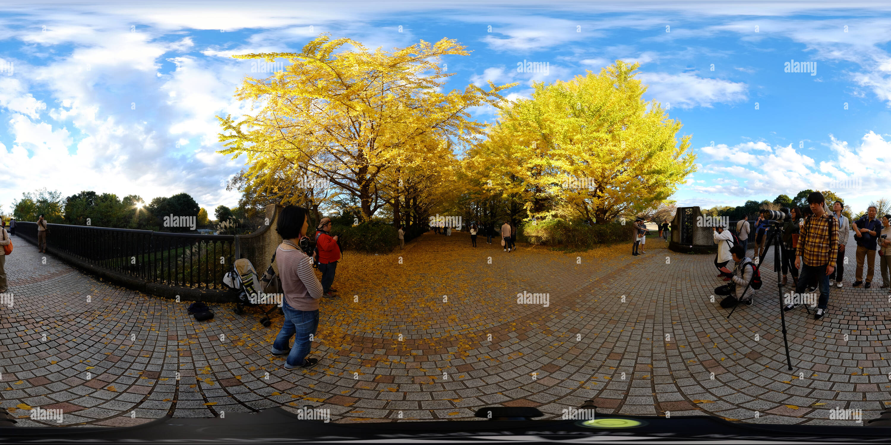 Gingko showa kinenn hi-res stock photography and images - Alamy