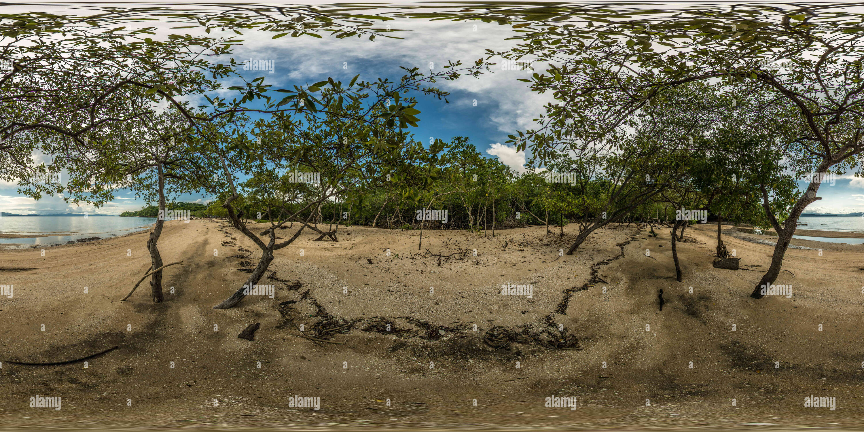 360° view of Around the trees - Alamy