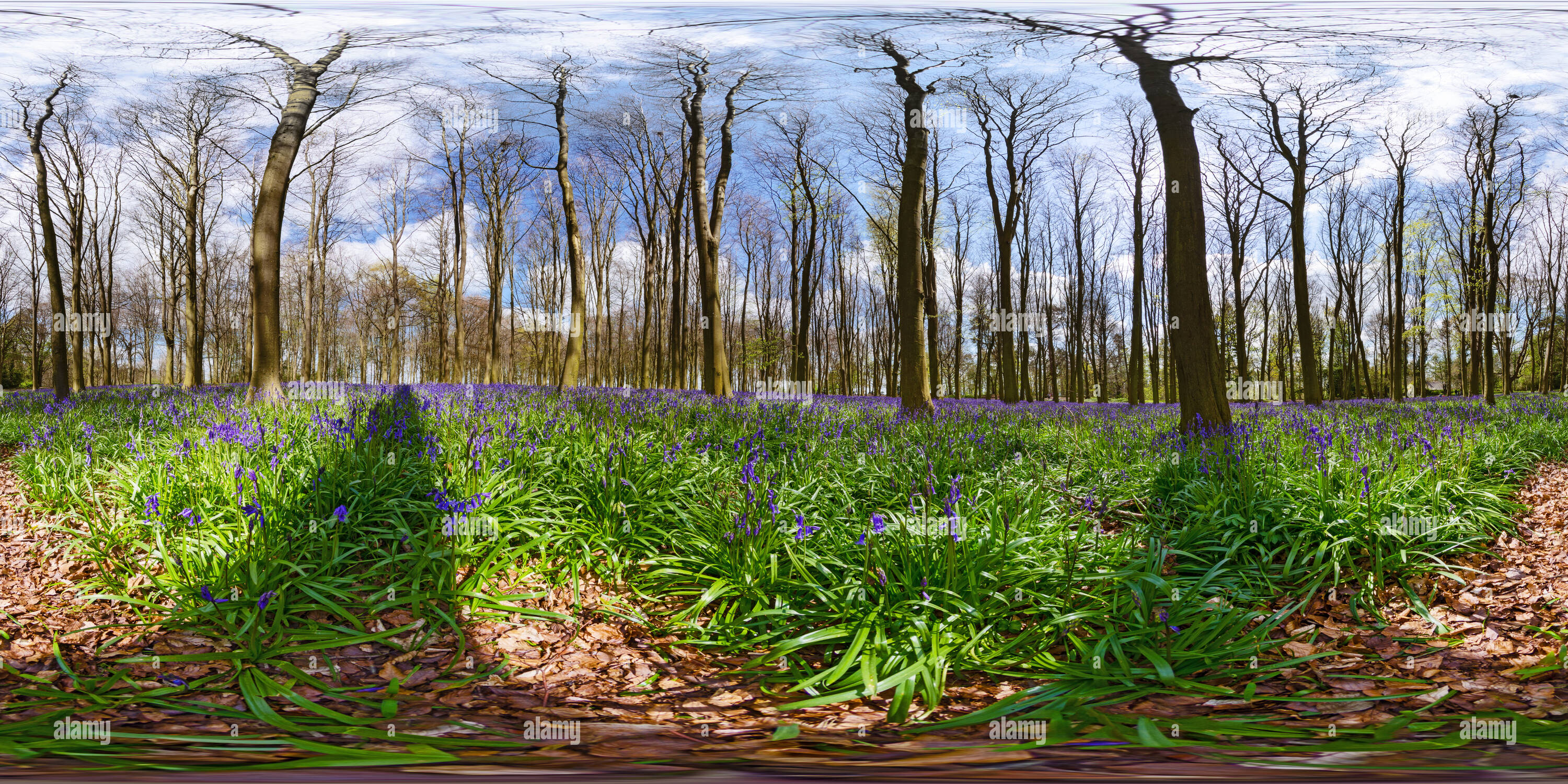 360° view of Bluebells at Badbury Clumps - Alamy