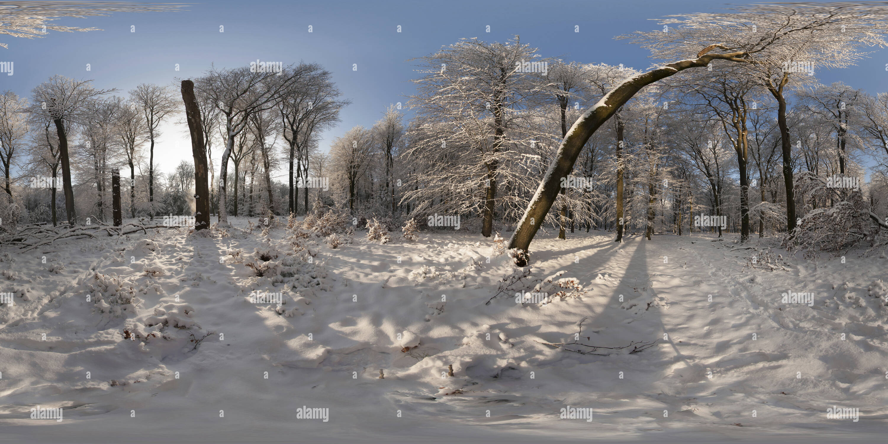 360° view of snowy beech forest - Alamy