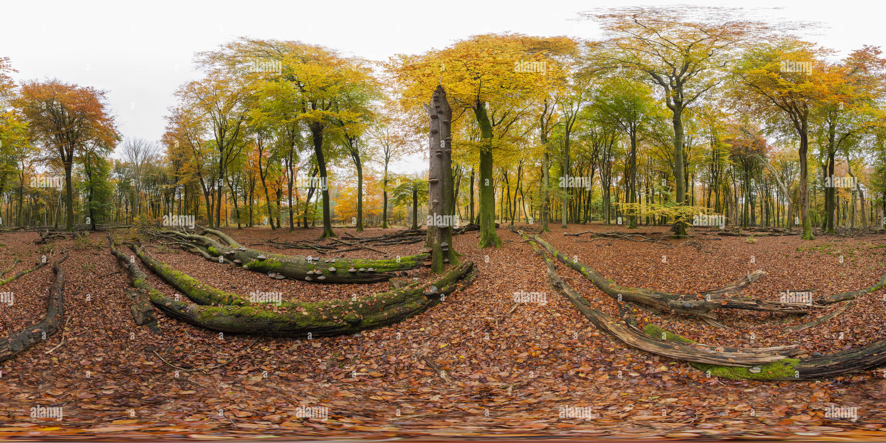 Beuken hi-res stock photography and images - Alamy