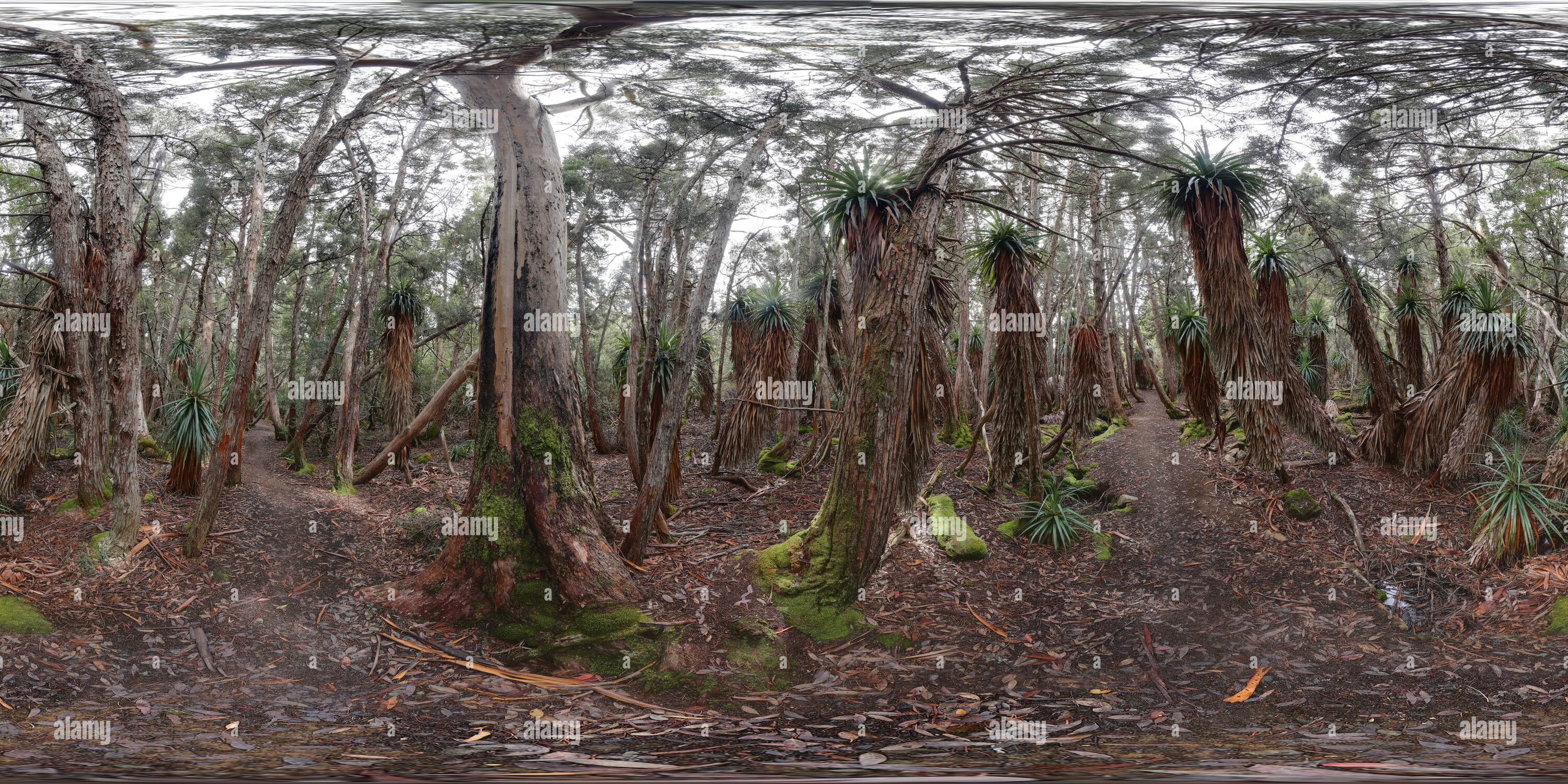 360° view of Pandani Grove 1 - Alamy