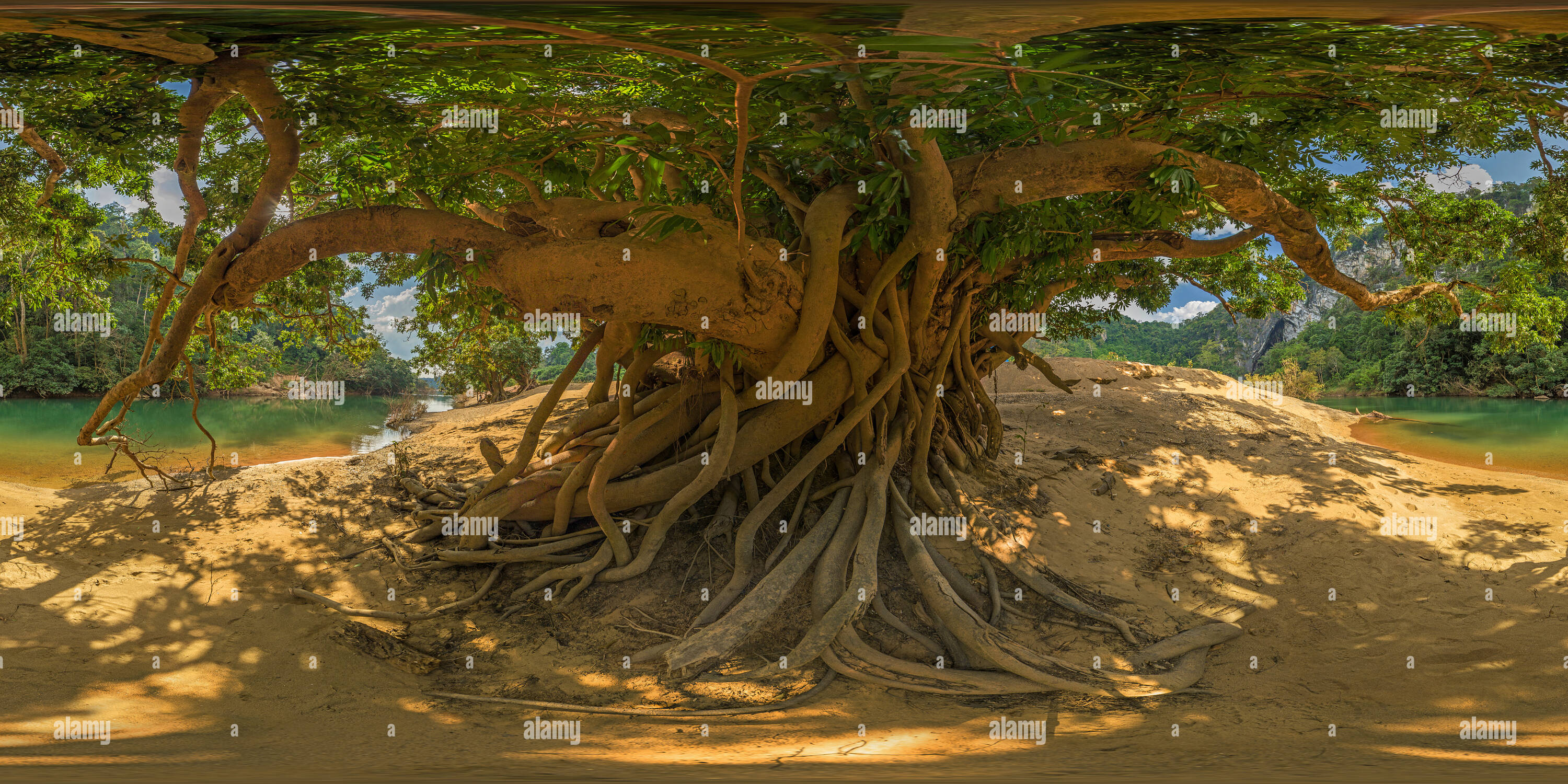 360° view of LAOS - Old Tree On The Xe Bang Fai River - Alamy