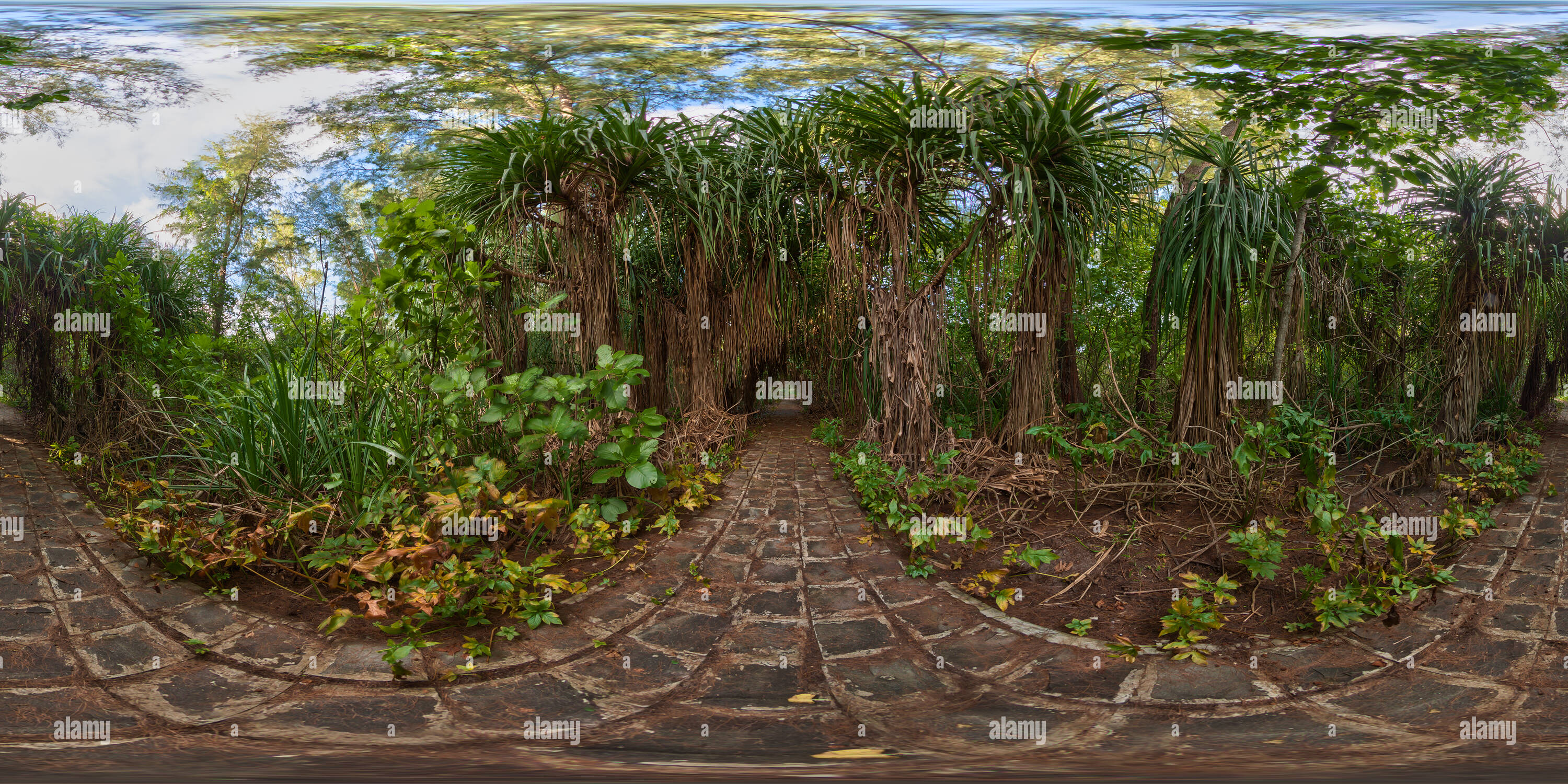 360° view of Jungle Path At Biawak Island - Alamy