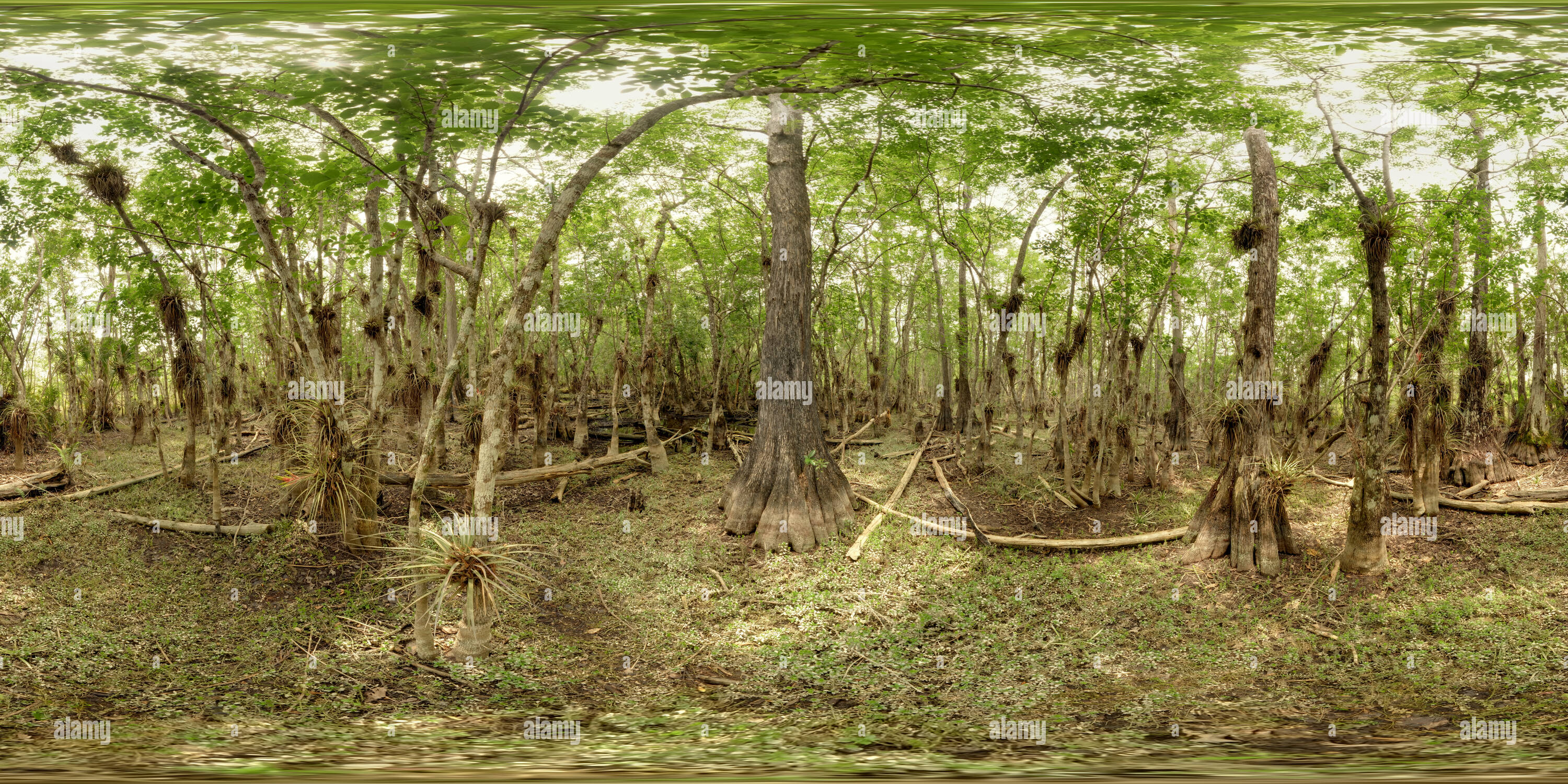 360° view of Cypress Dome Everglades Florida - Alamy