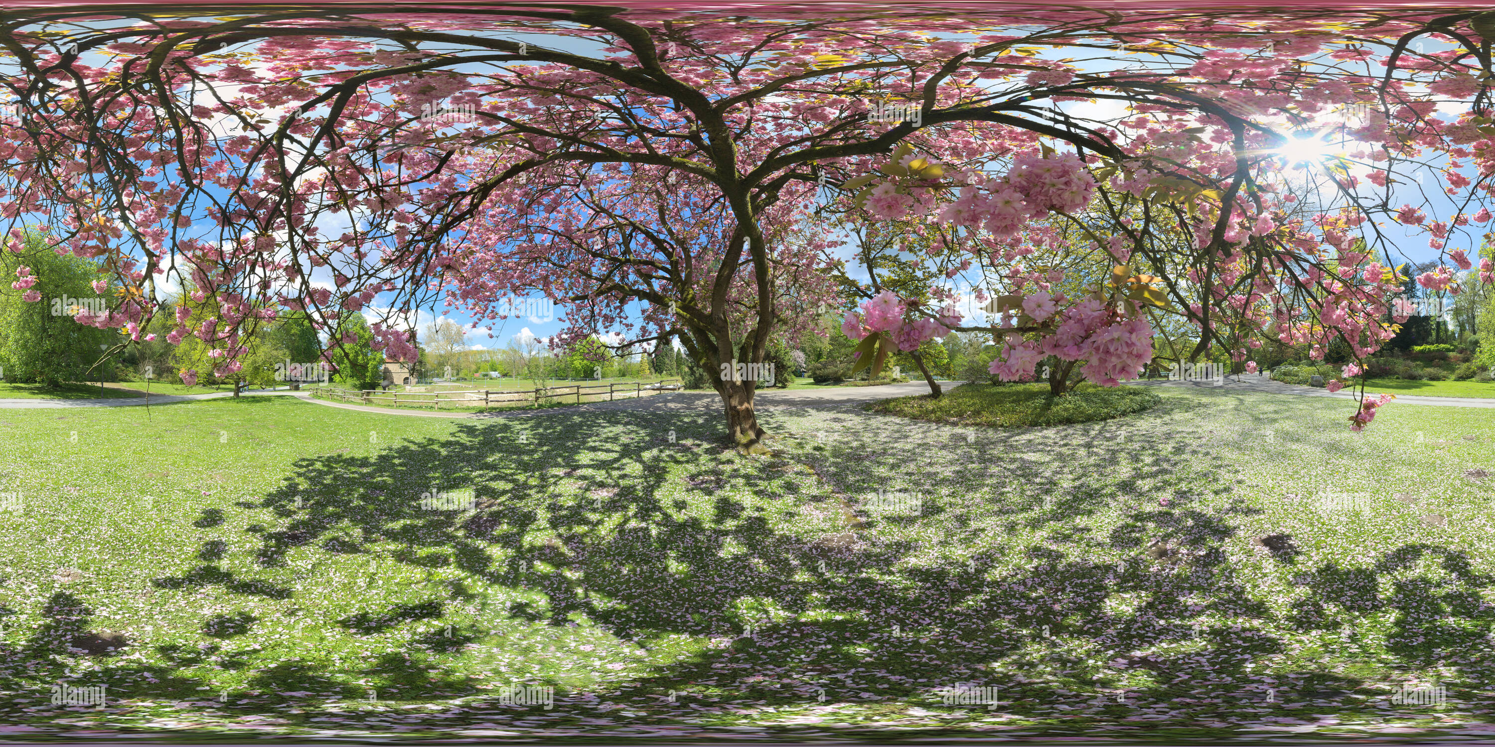 360° view of Under the sakura tree - Alamy