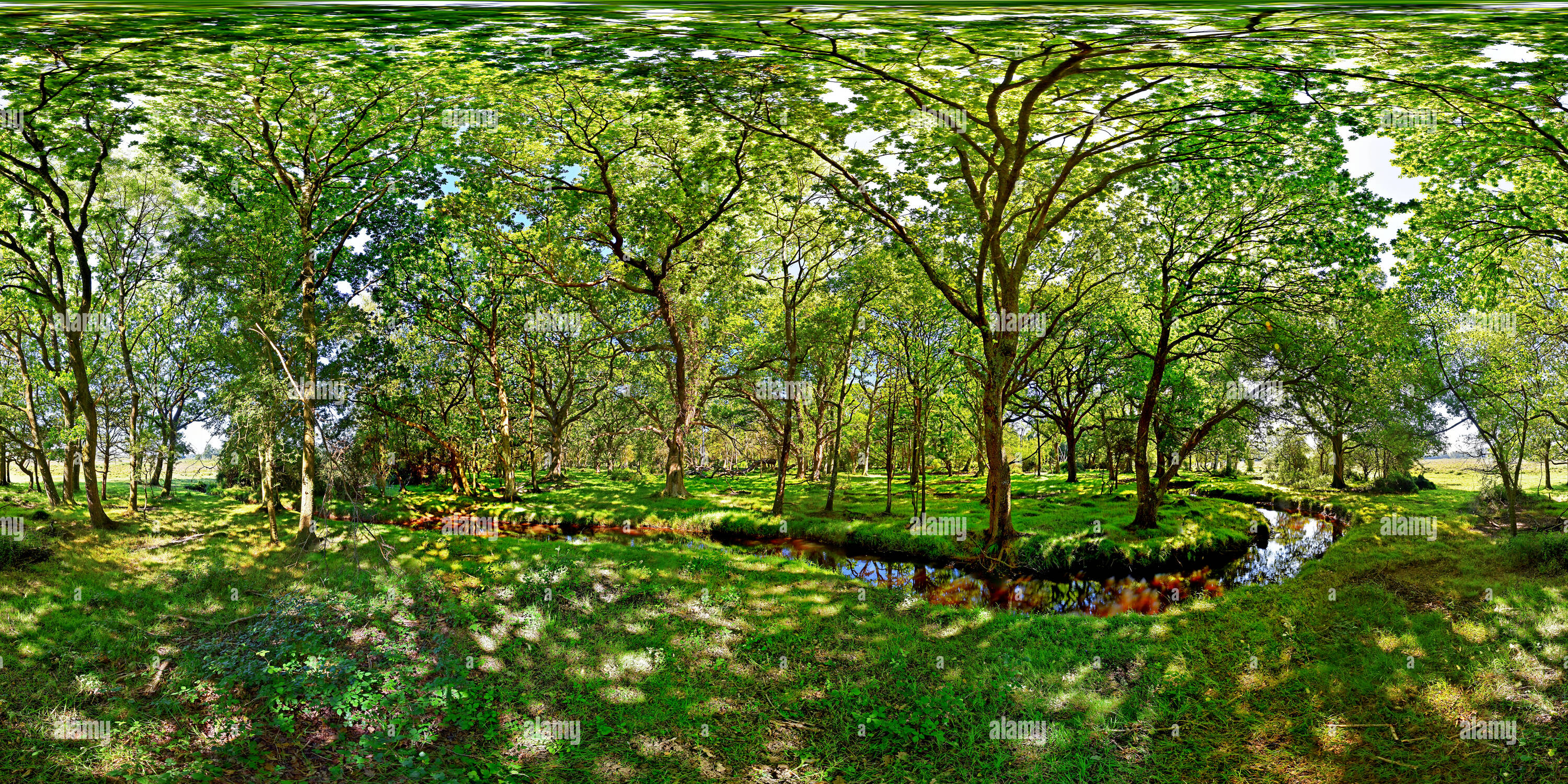 360° view of New Forest Stream - Alamy