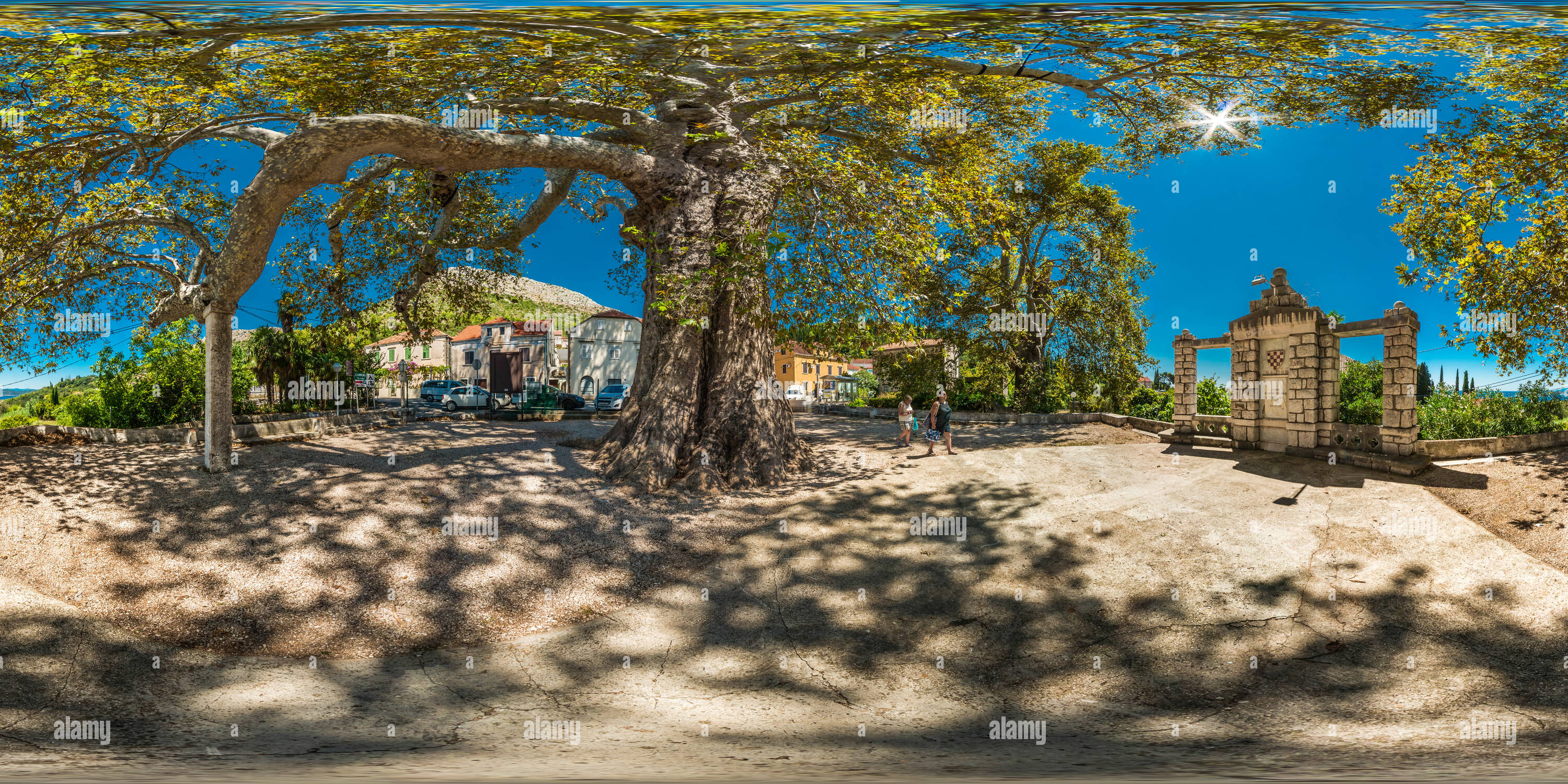Old Plane Tree At The Arboretum Entrance High Resolution Stock ...