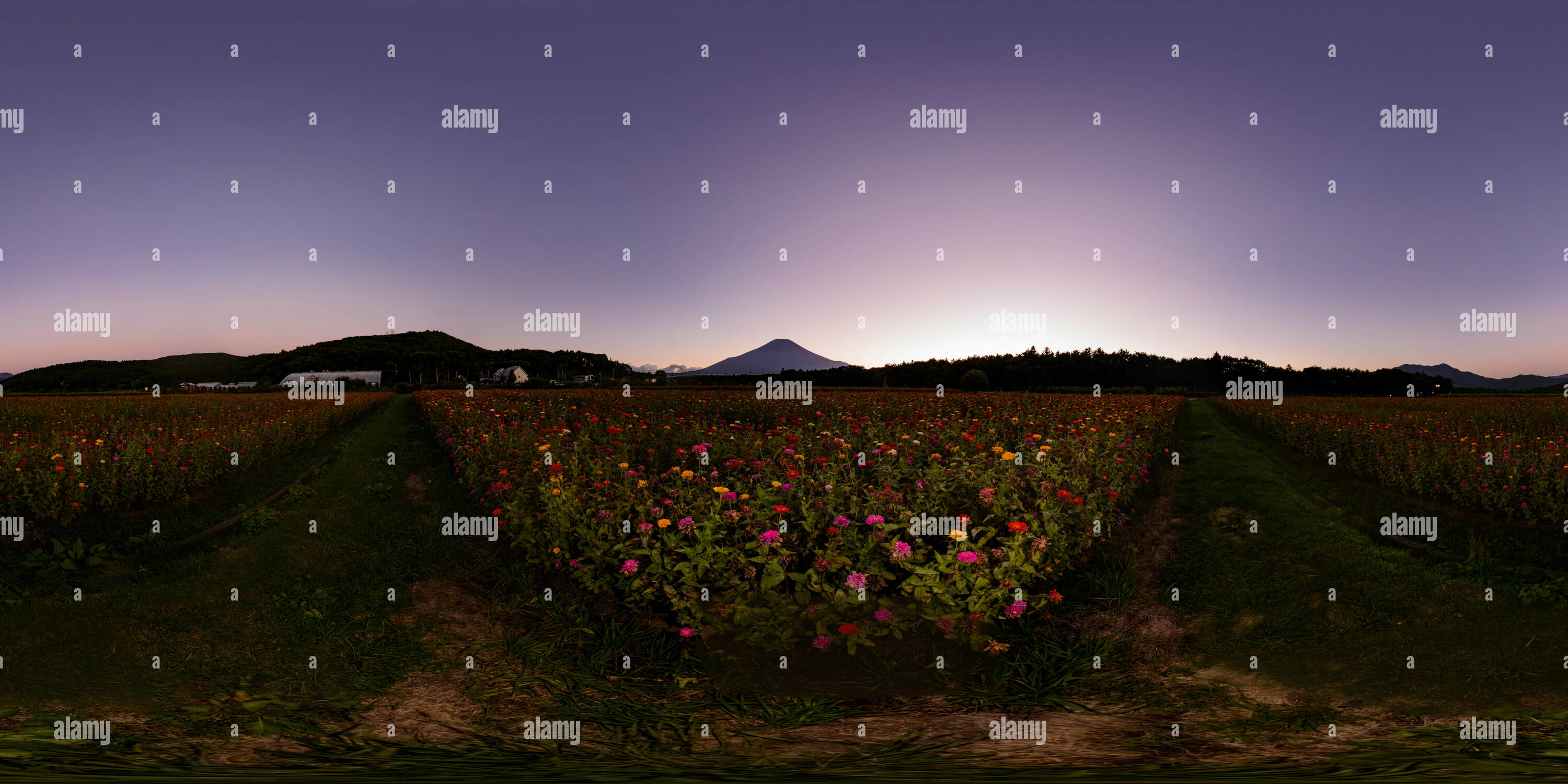 Zininia hi-res stock photography and images - Alamy