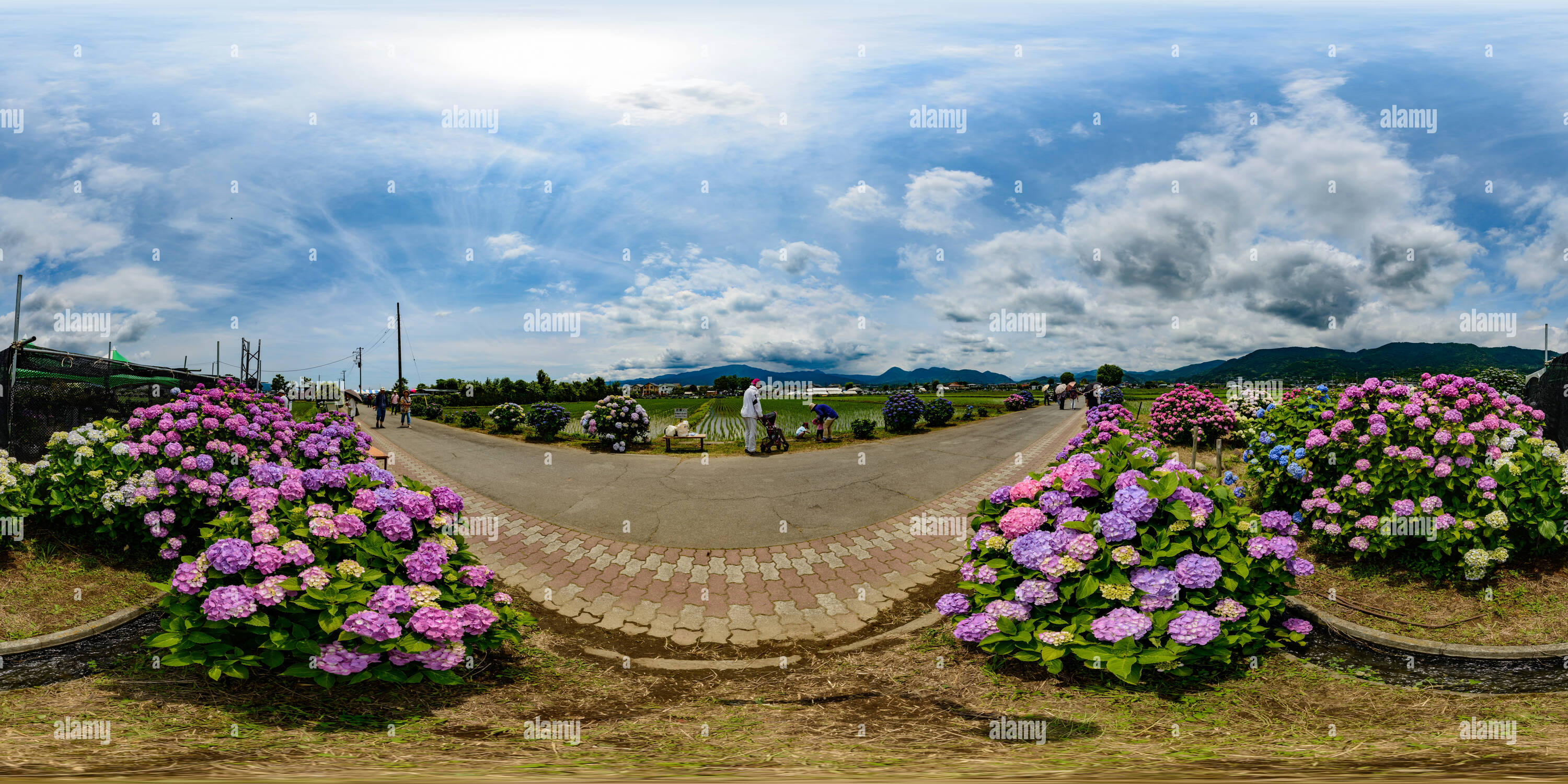 360° view of Hydrangea festival 2015 part.2 - Alamy