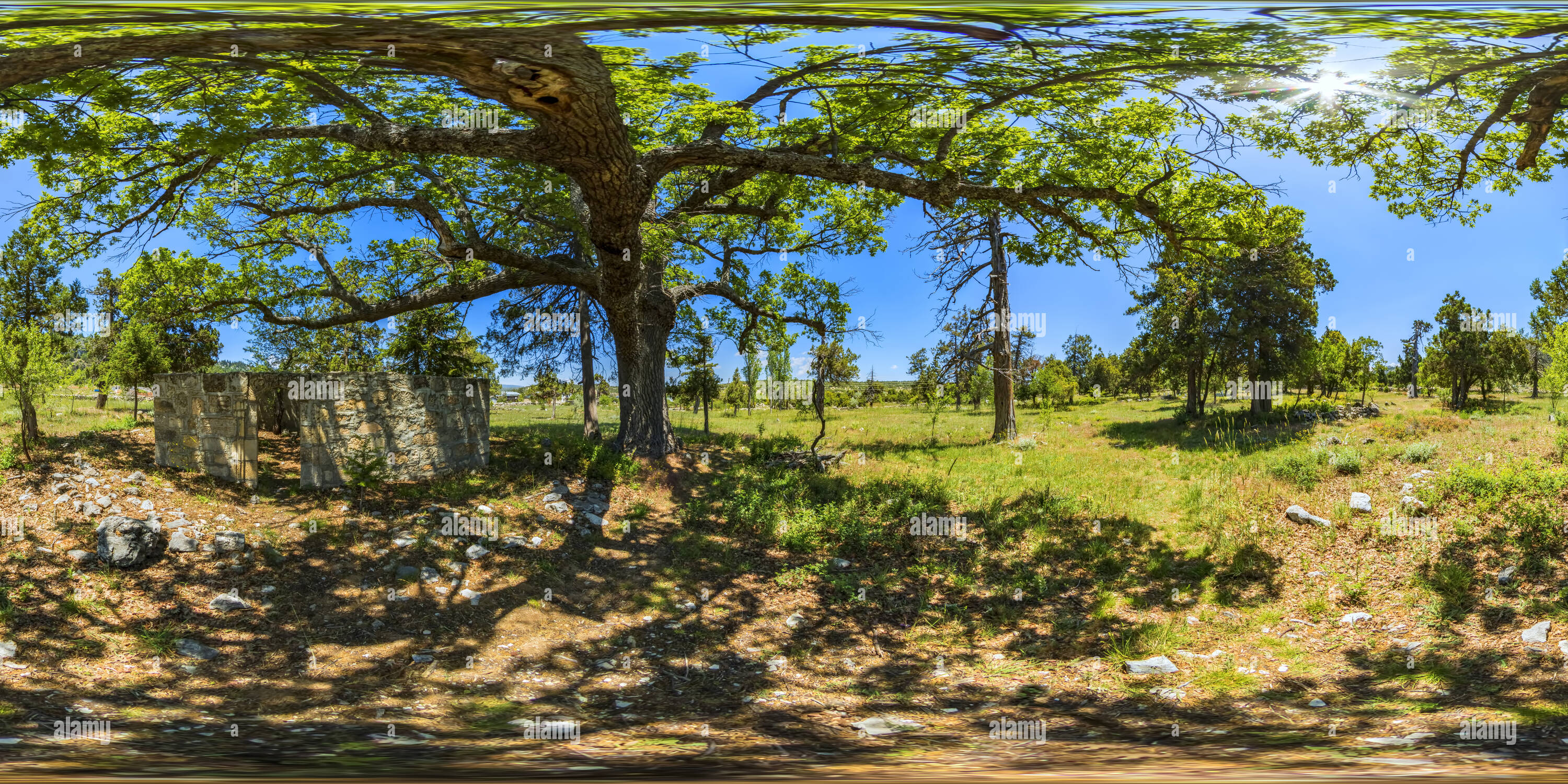 Gulnar hi-res stock photography and images - Alamy