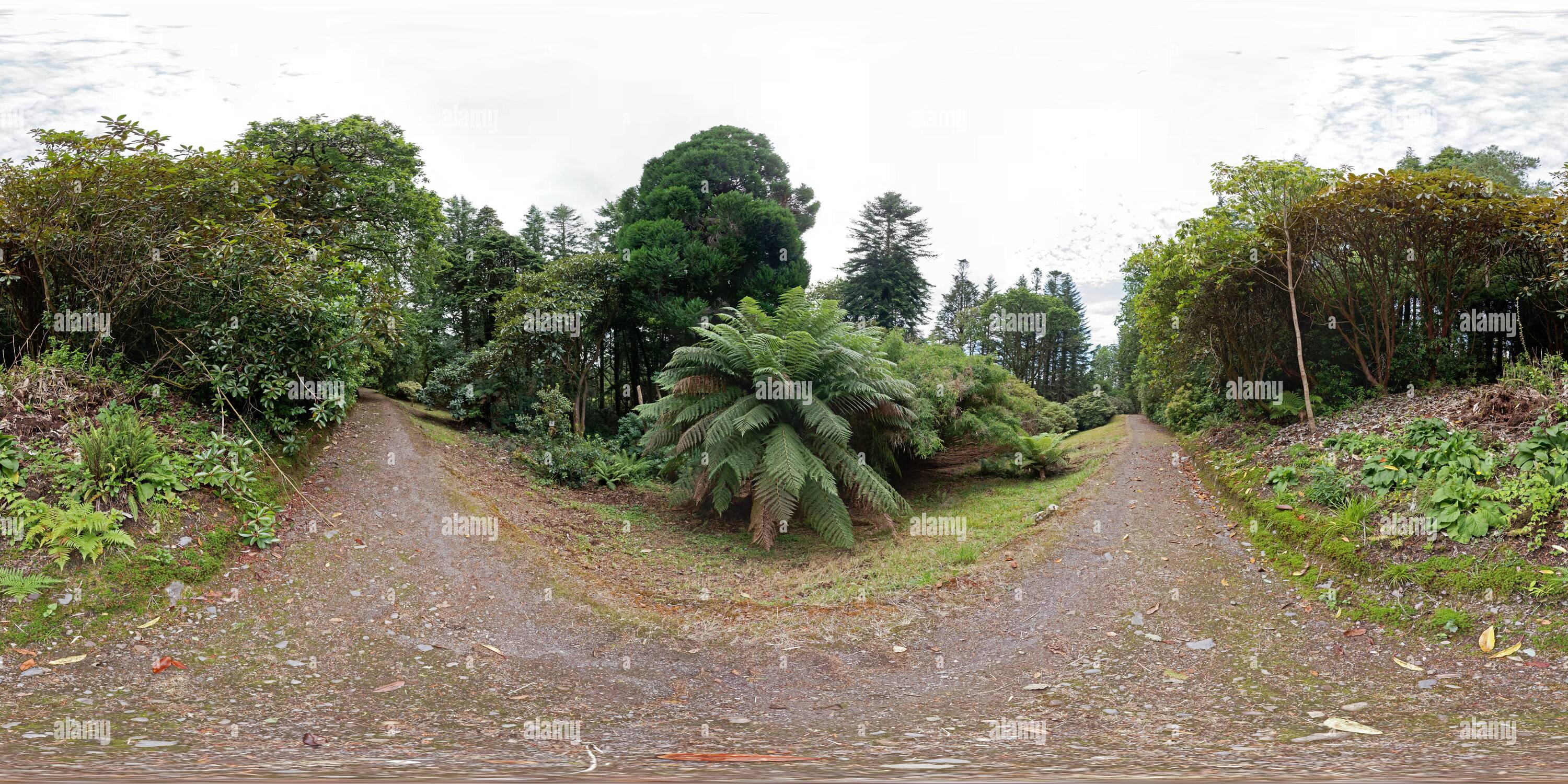 360° view of Ring of Béara - Derreen Garden - Tree Fern - Alamy