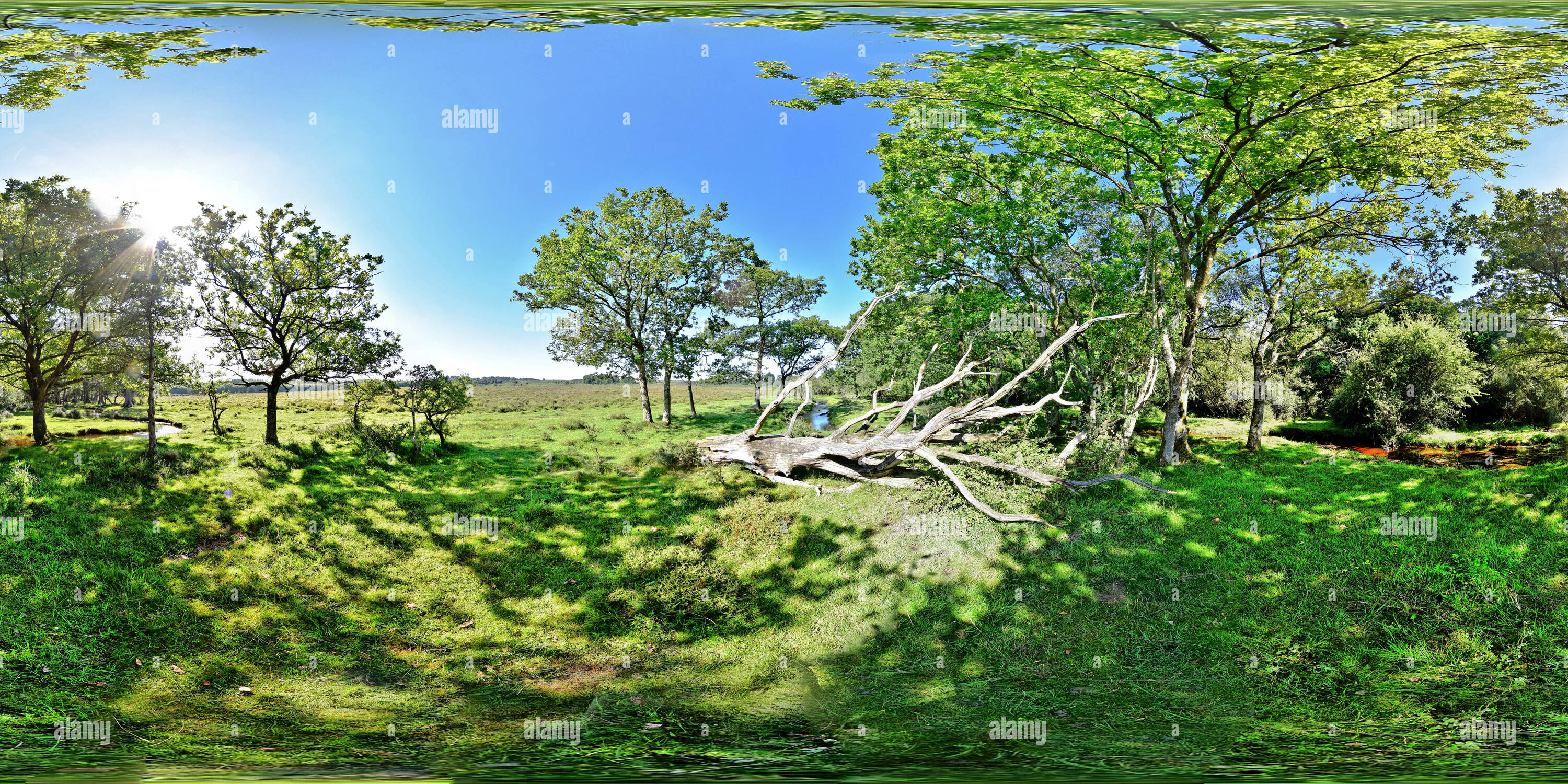 360° view of New Forest Stream next to heathland - Alamy