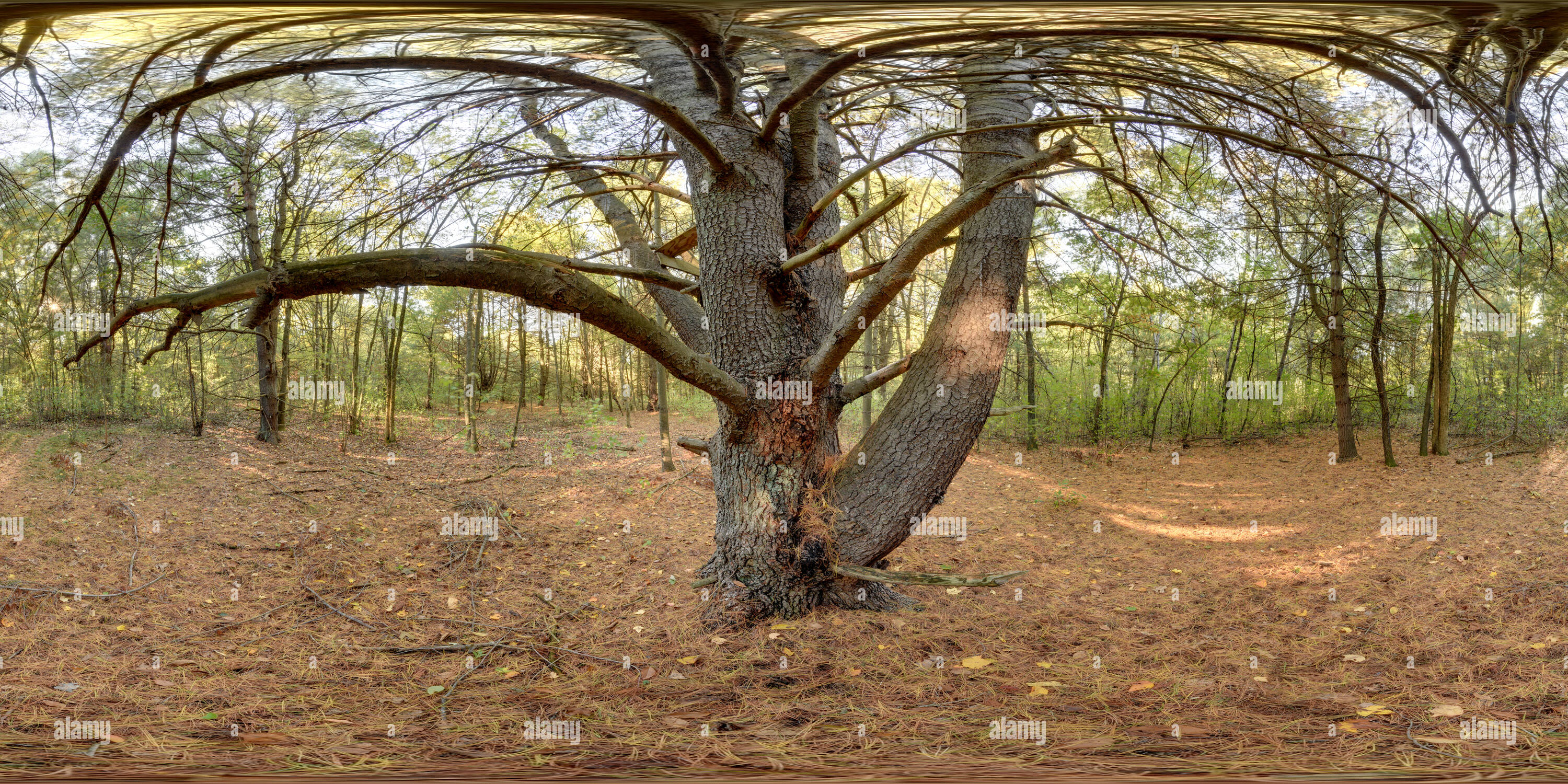 360° view of Battle-Scarred White Pine Tree - Alamy