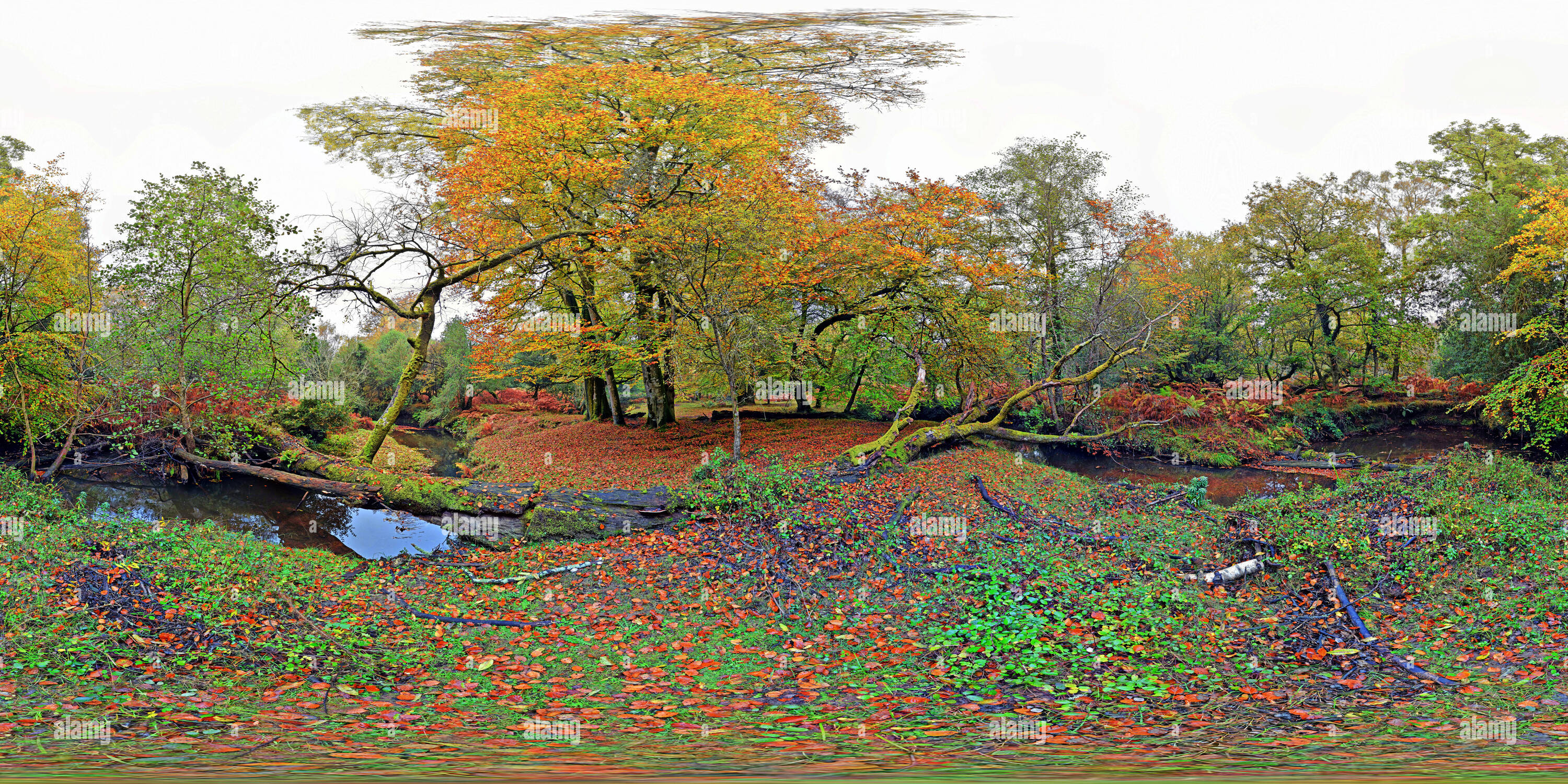 360° view of Winding New Forest Stream in Autumn - Alamy
