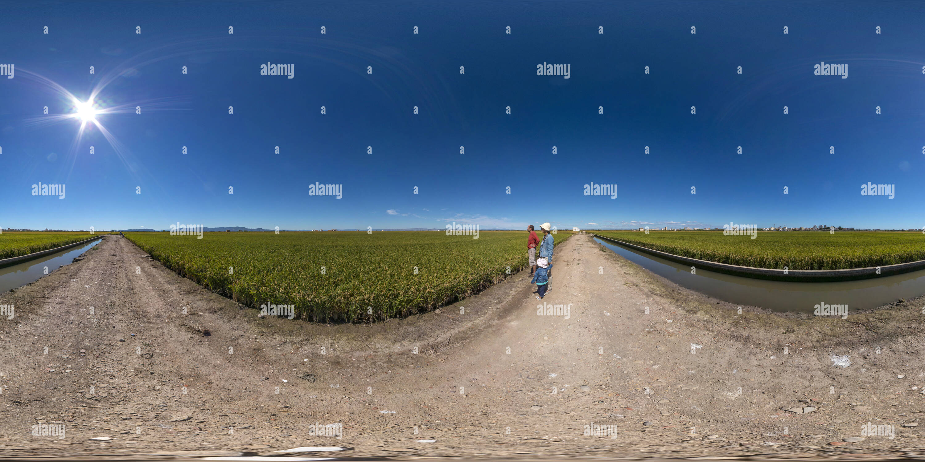 360° view of Rice field in Sueca, Spain - Alamy