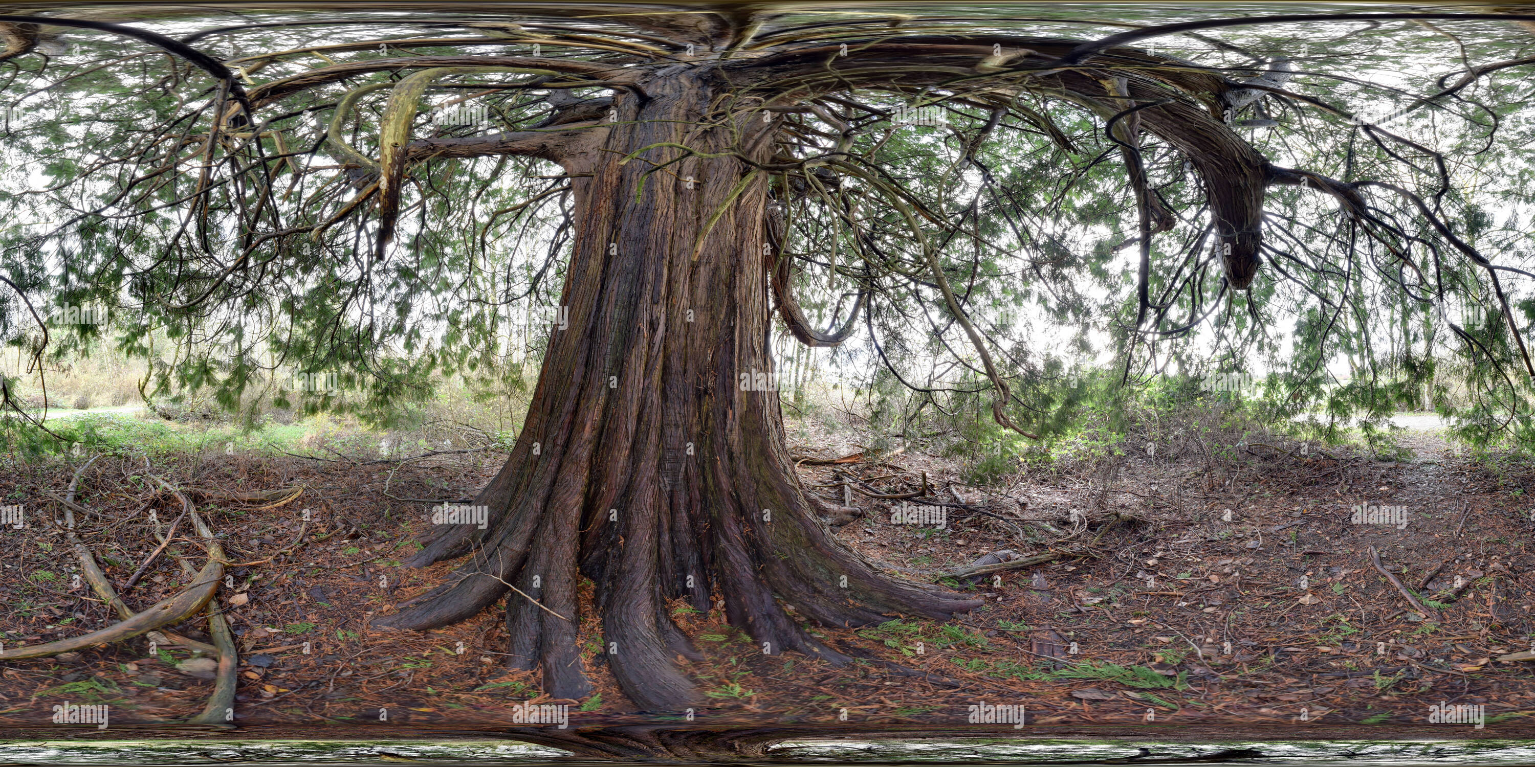 360° view of Big Western Red Cedar at Derby Reach Regional Park - Alamy