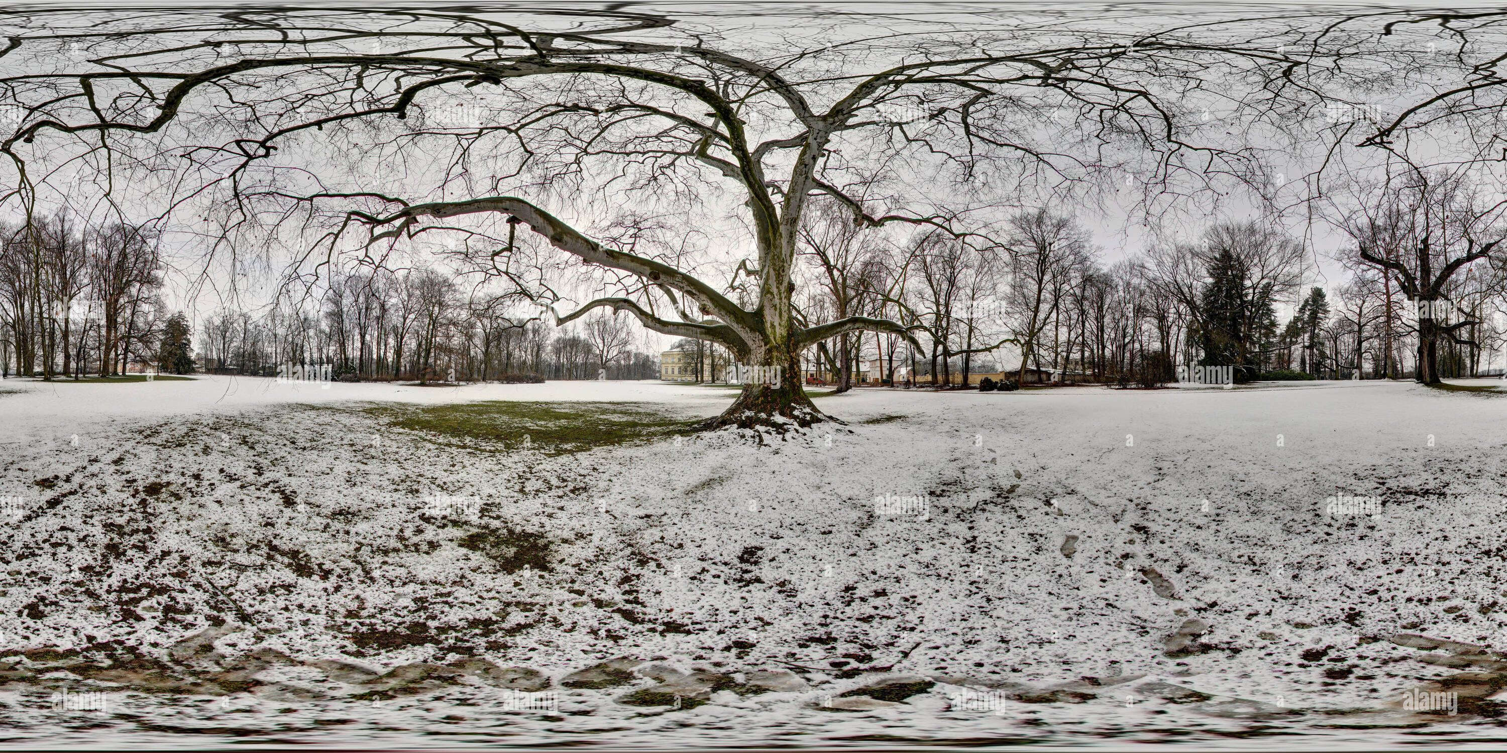 360° view of Platan tree in the park - spring - Alamy