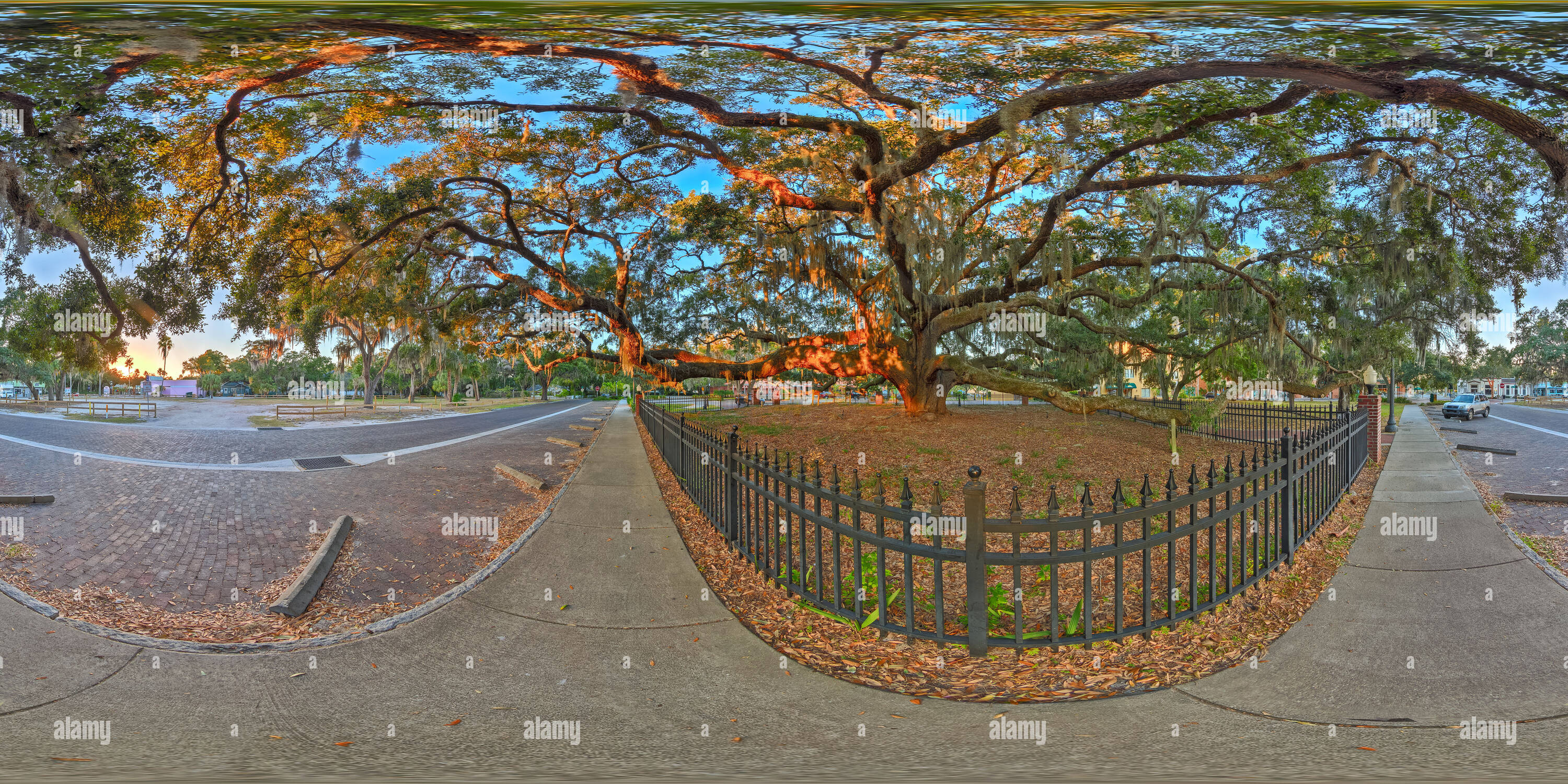 Champion live oak safety harbor florida hi-res stock photography and ...