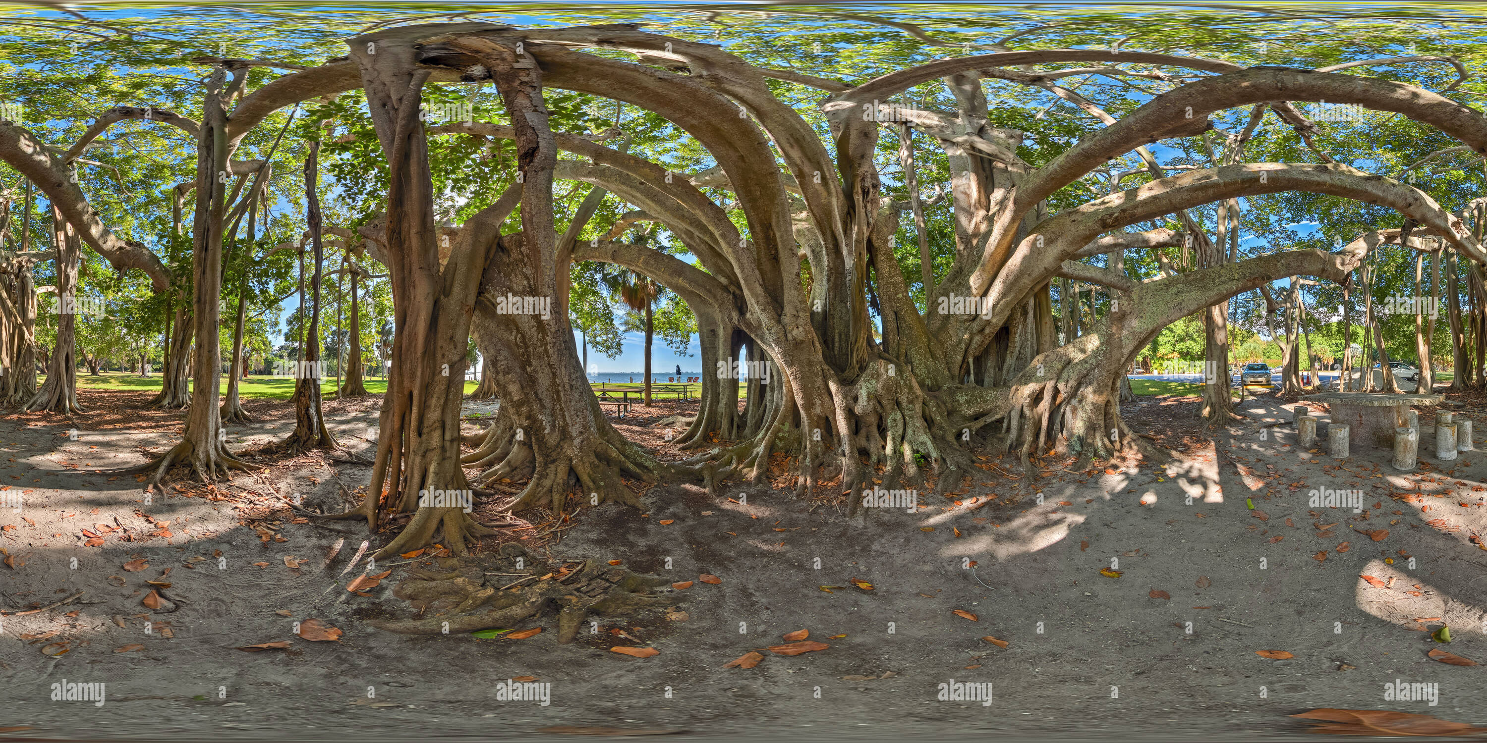 360° view of Banyan Tree Ringling Museum Grounds Sarasota - Alamy